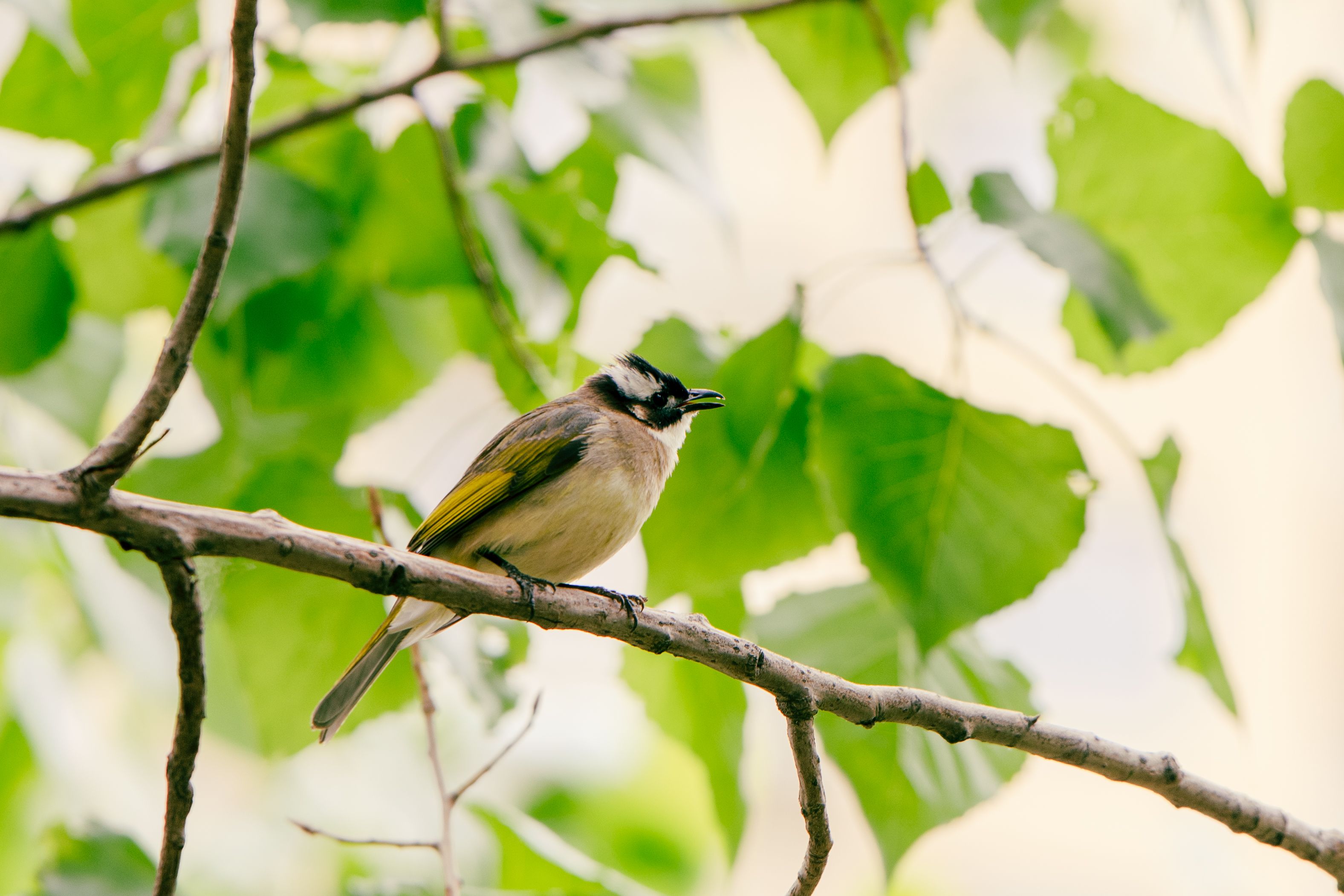 Chinese Bird Photos, Download The BEST Free Chinese Bird Stock Photos ...