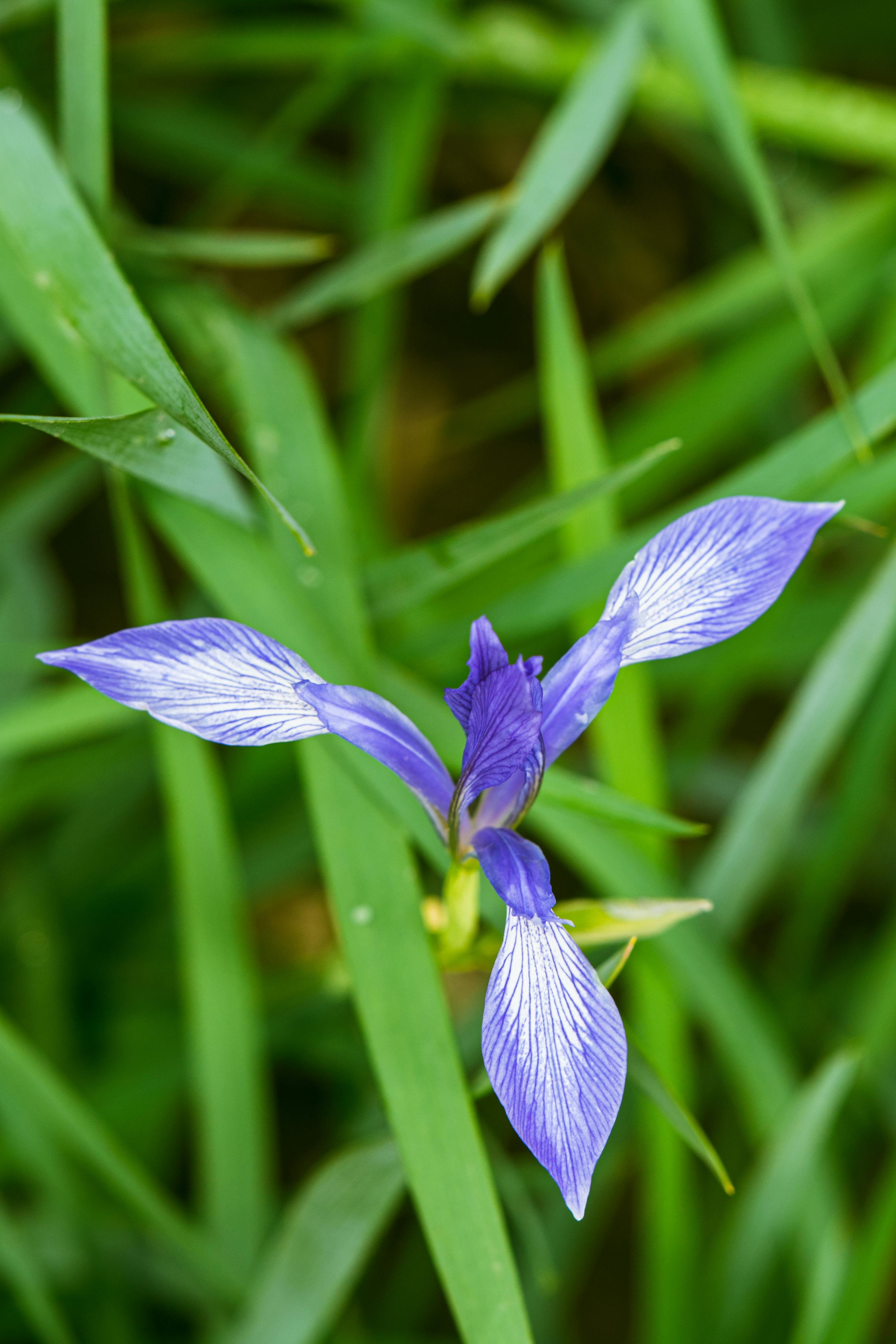 Iris Blooming in Spring · Free Stock Photo