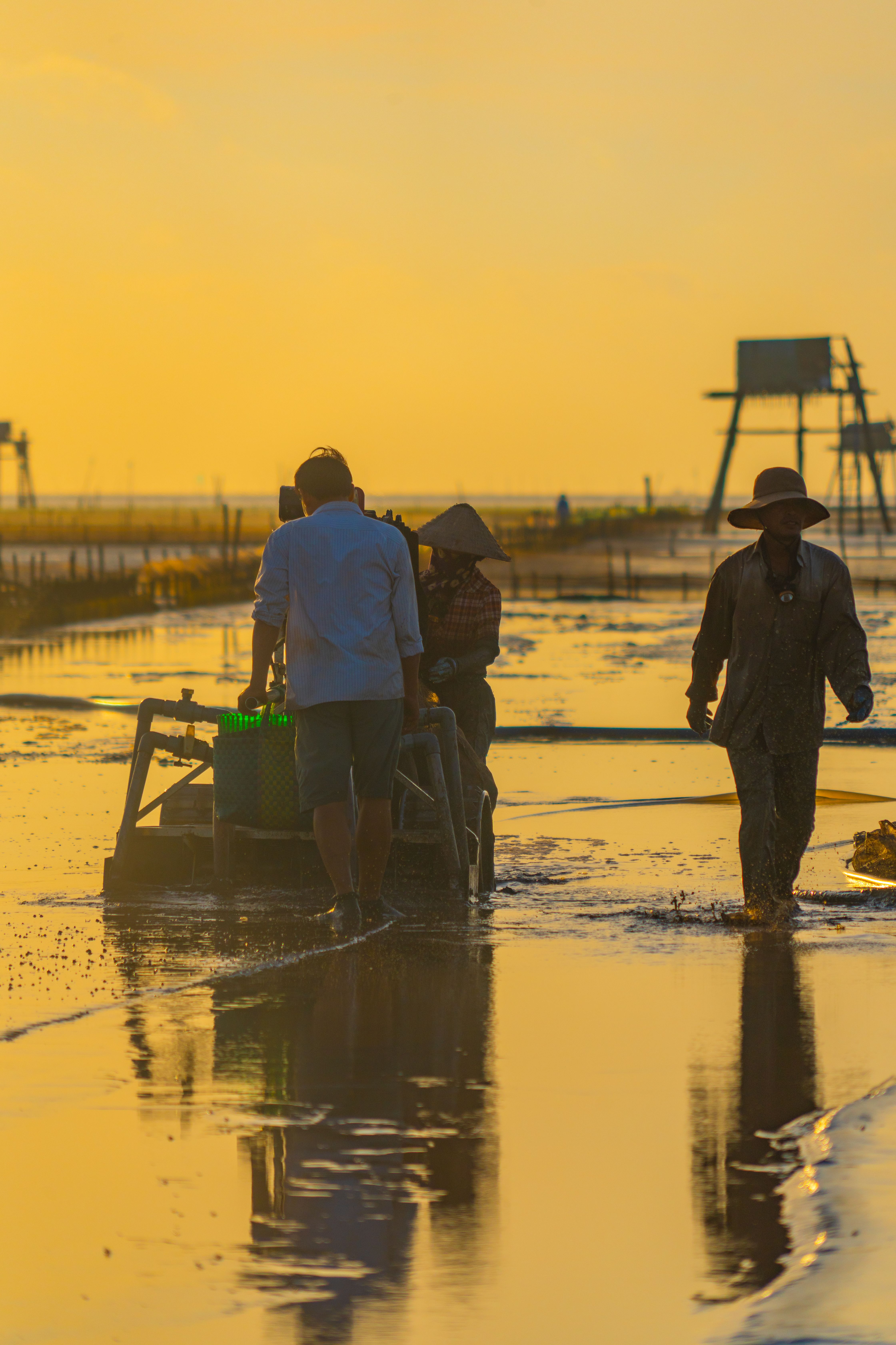 Farmers Working in a Water Covered Rice Field at Dusk · Free Stock Photo