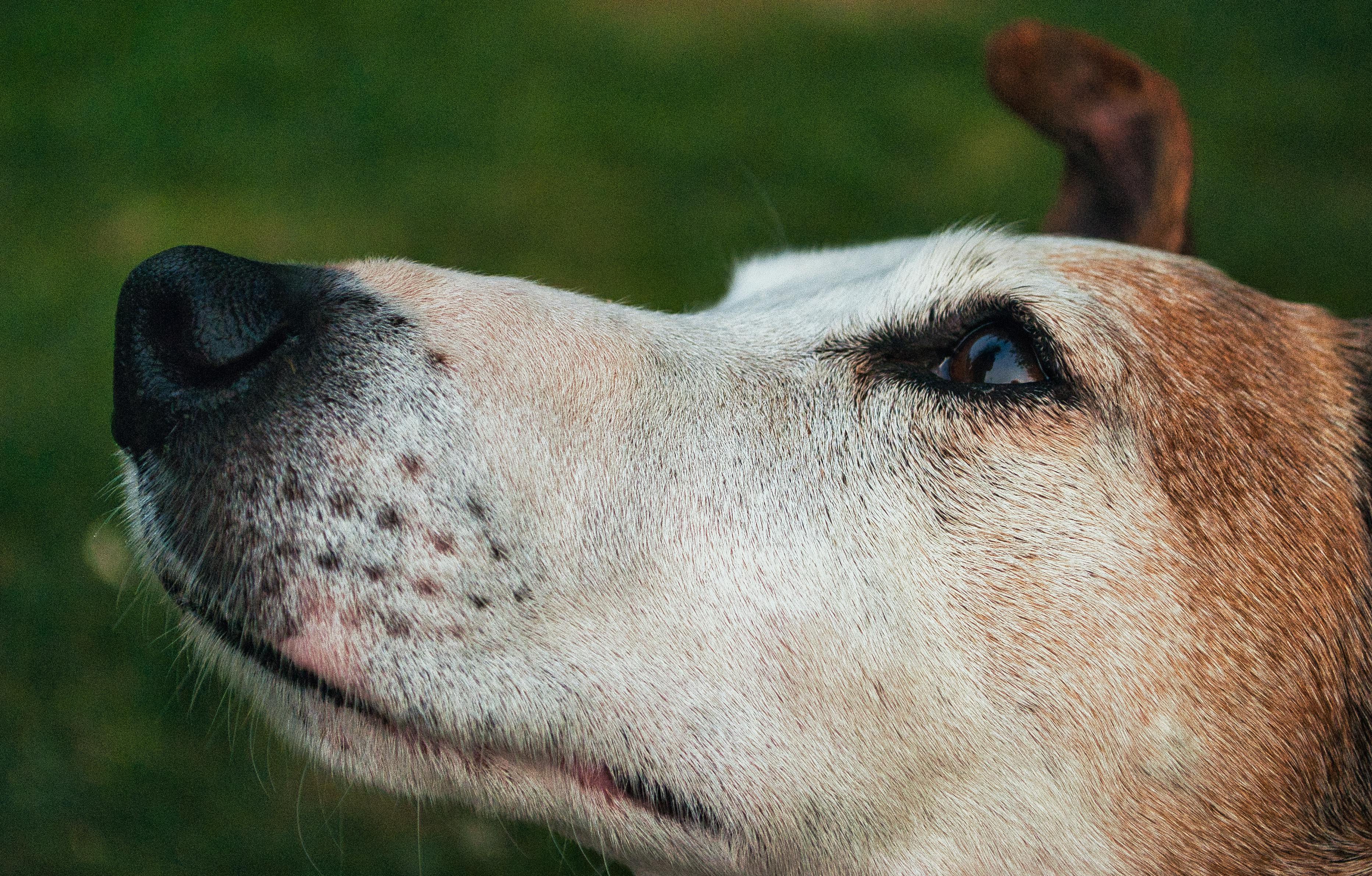 Close-up of a Dogs Face · Free Stock Photo