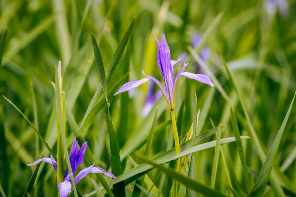Iris Flower Photos, Download The BEST Free Iris Flower Stock Photos ...