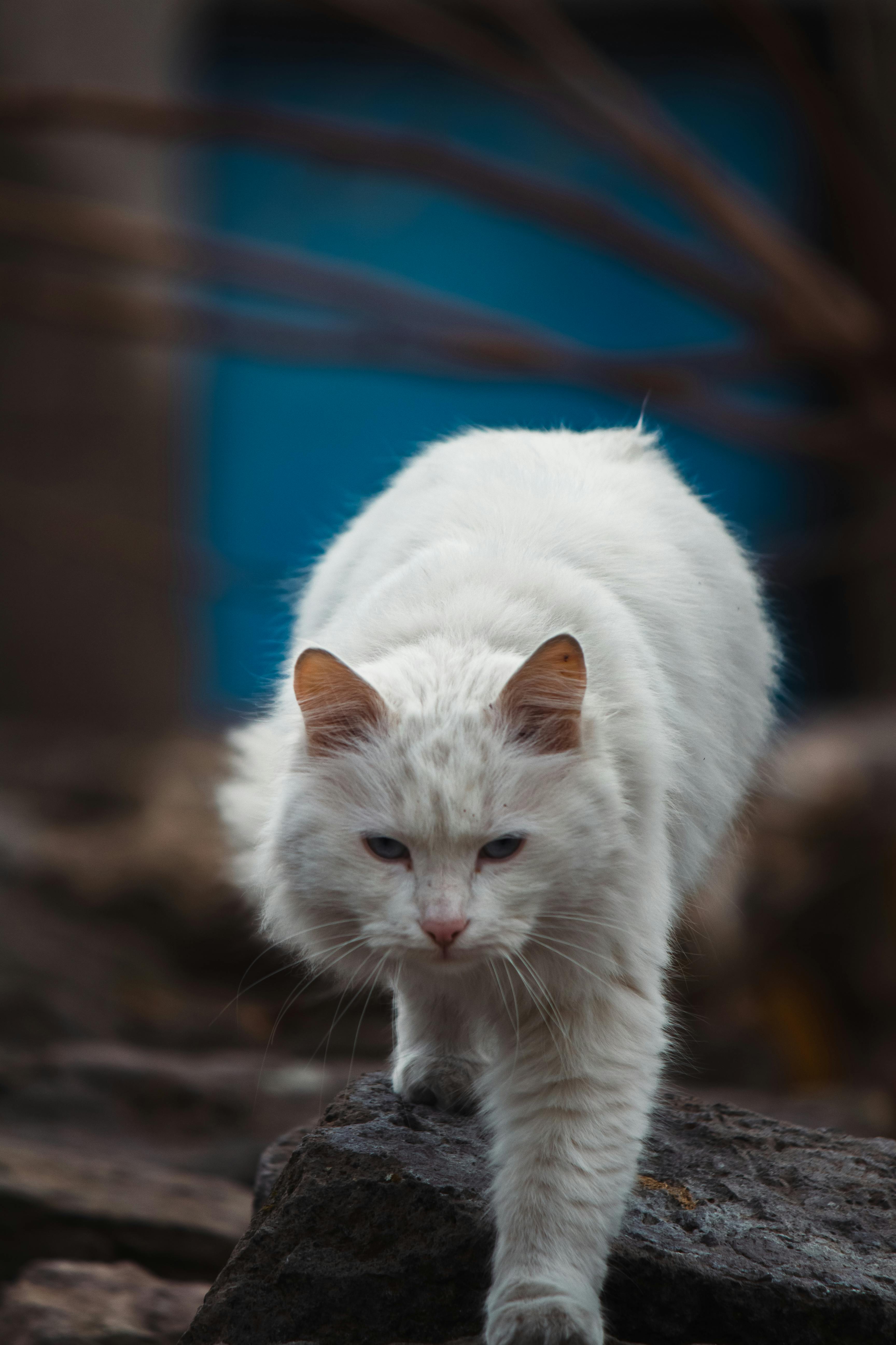 A Furry White Cat Walking on Rocks Outside · Free Stock Photo