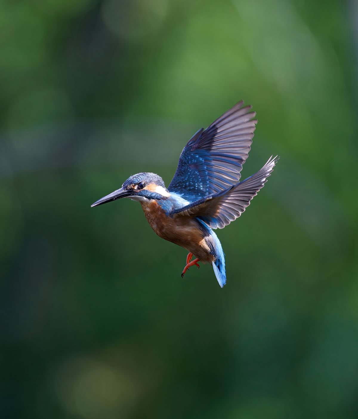 Kingfisher Bird Photos, Download The BEST Free Kingfisher Bird Stock ...