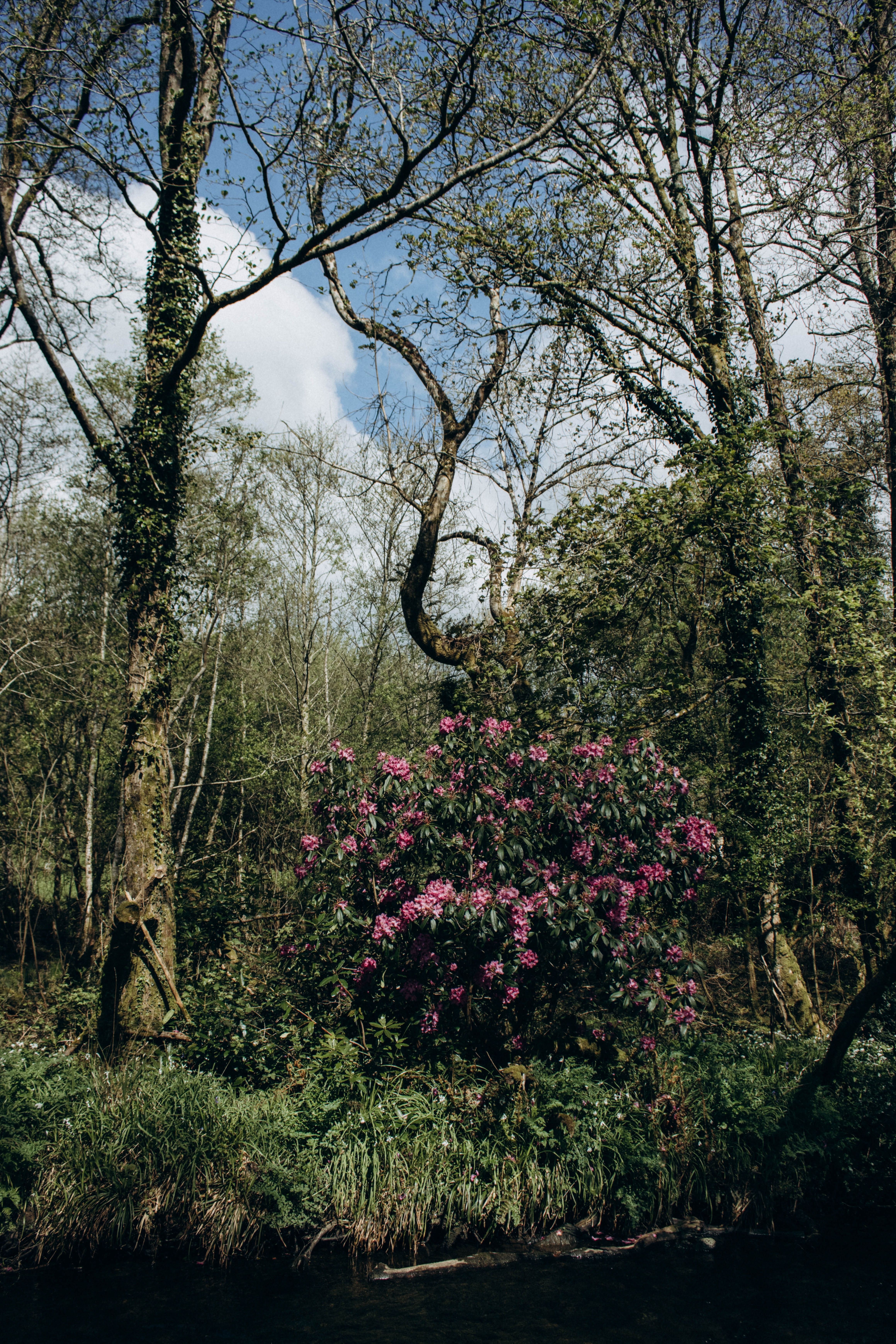 A Shrub with Pink Flowers in a Forest · Free Stock Photo
