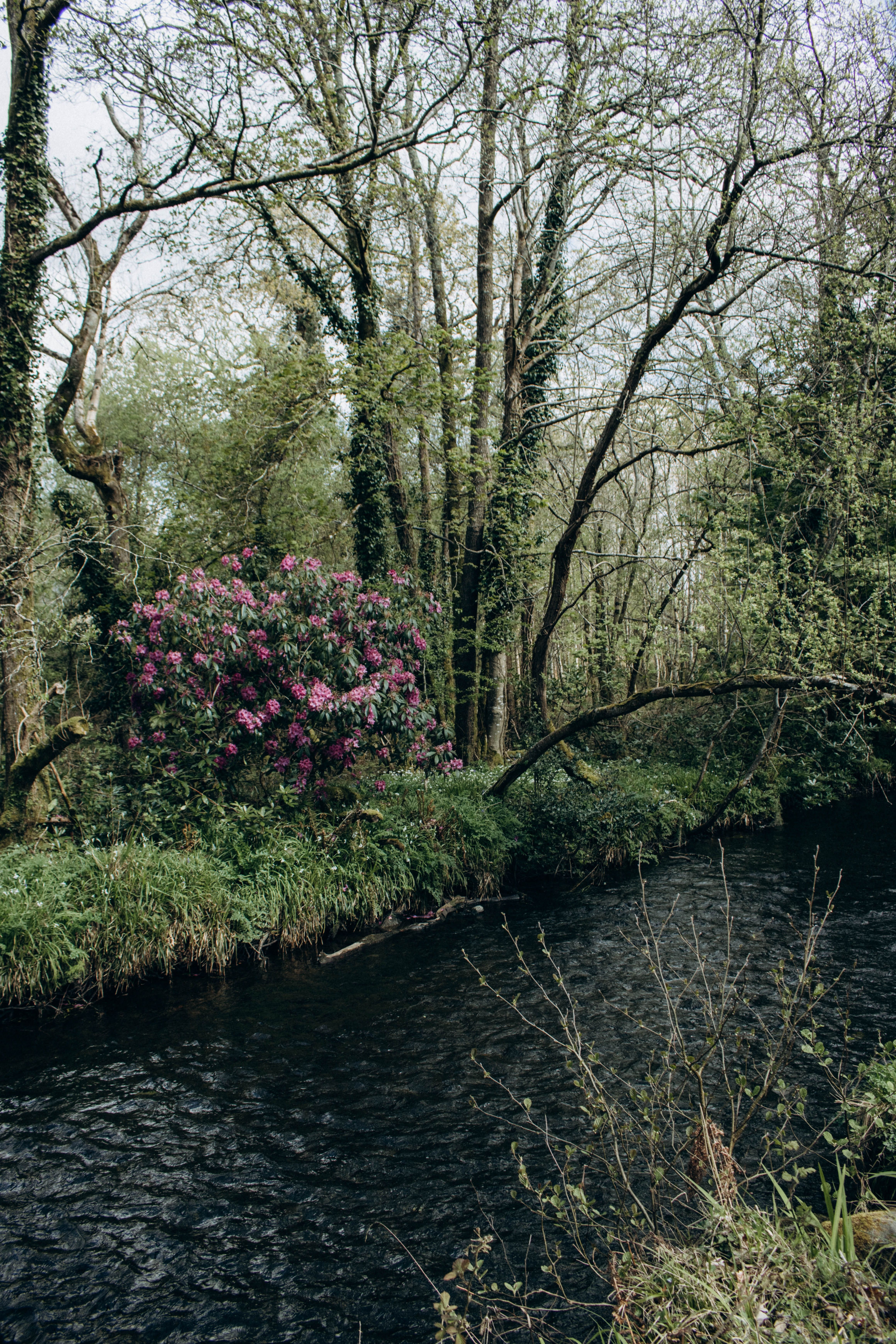 Trees on Riverbank · Free Stock Photo
