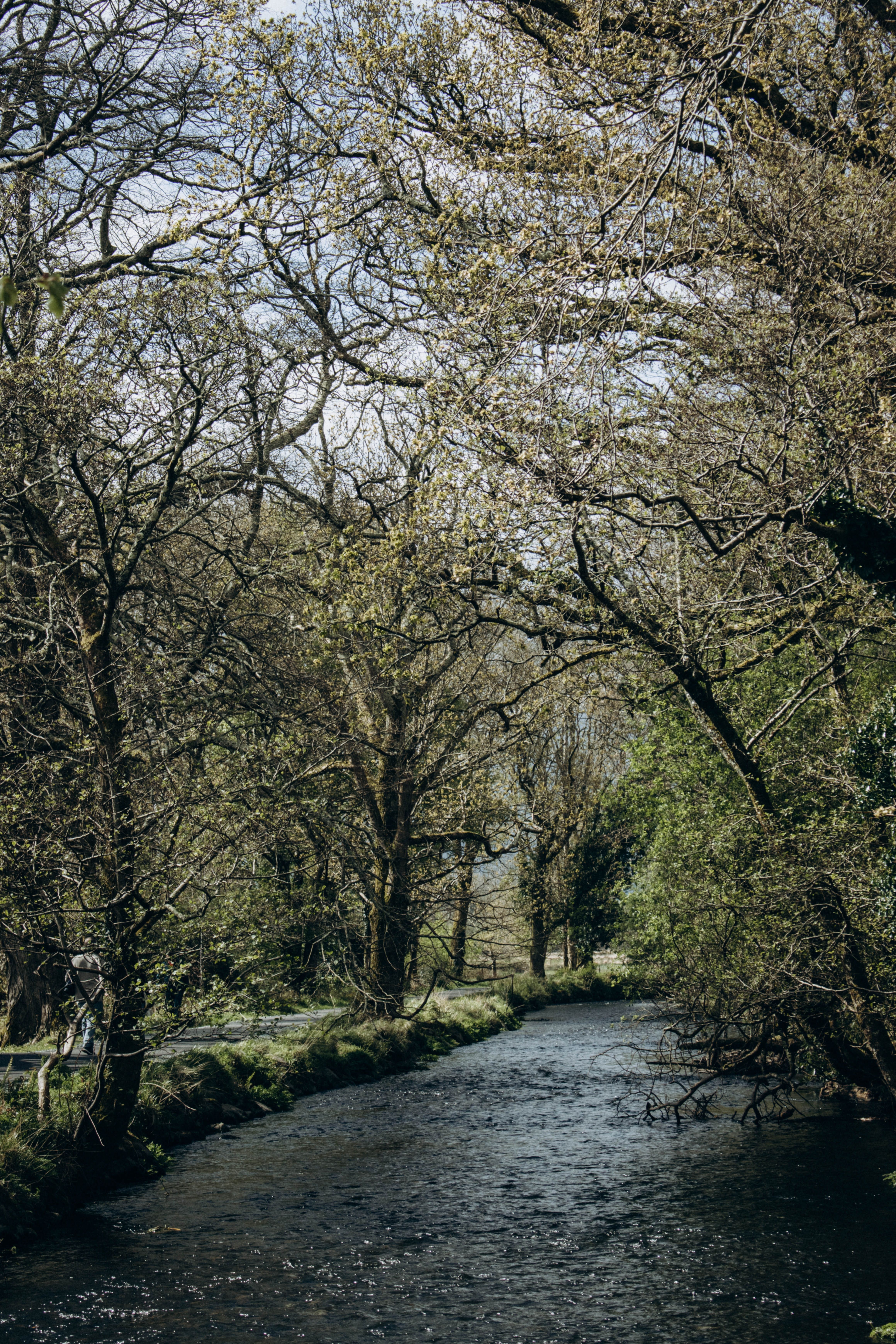 River between Trees in a Park · Free Stock Photo