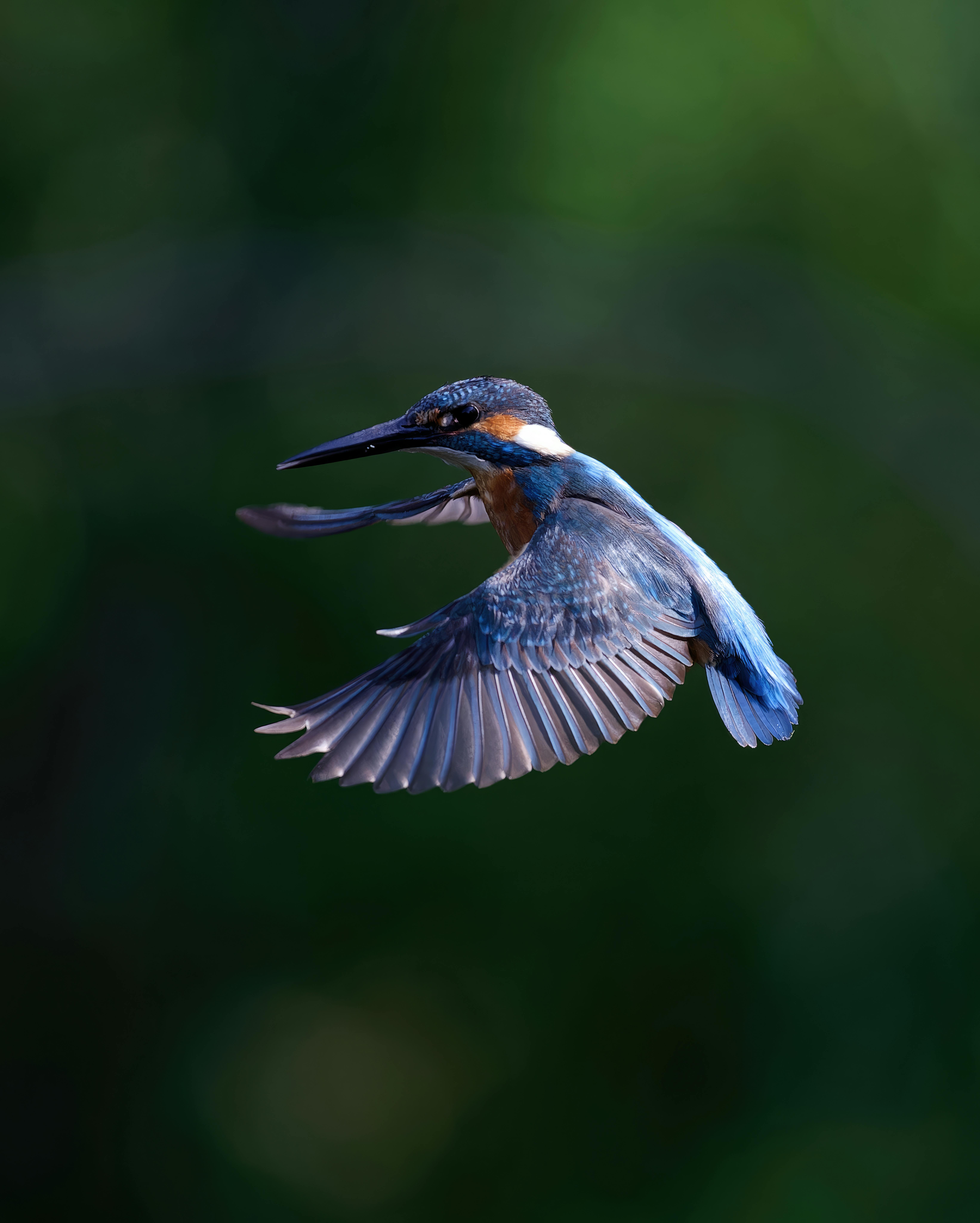 Kingfisher Bird Diving · Free Stock Photo