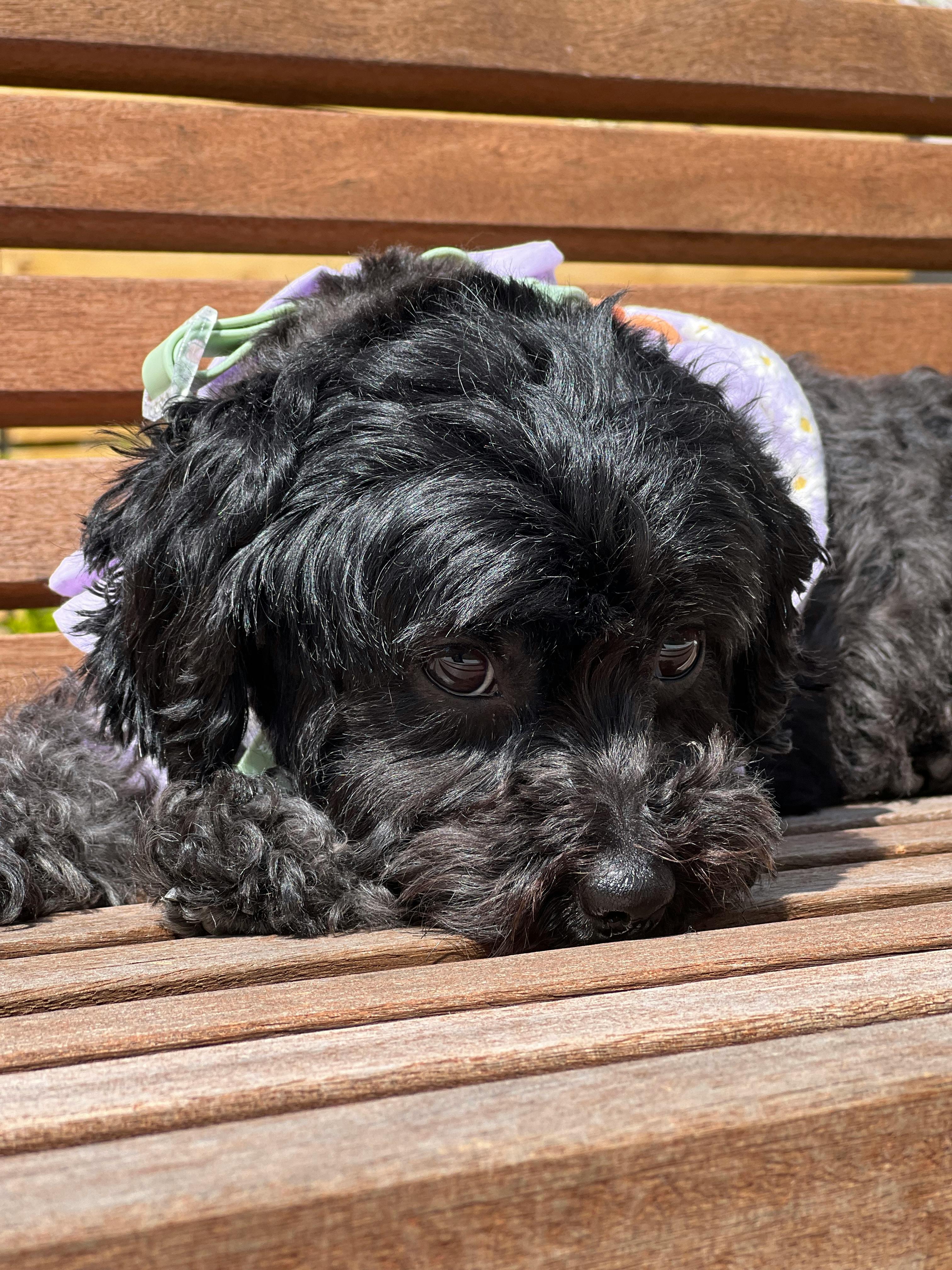 Black Dog Lying Down on Bench · Free Stock Photo