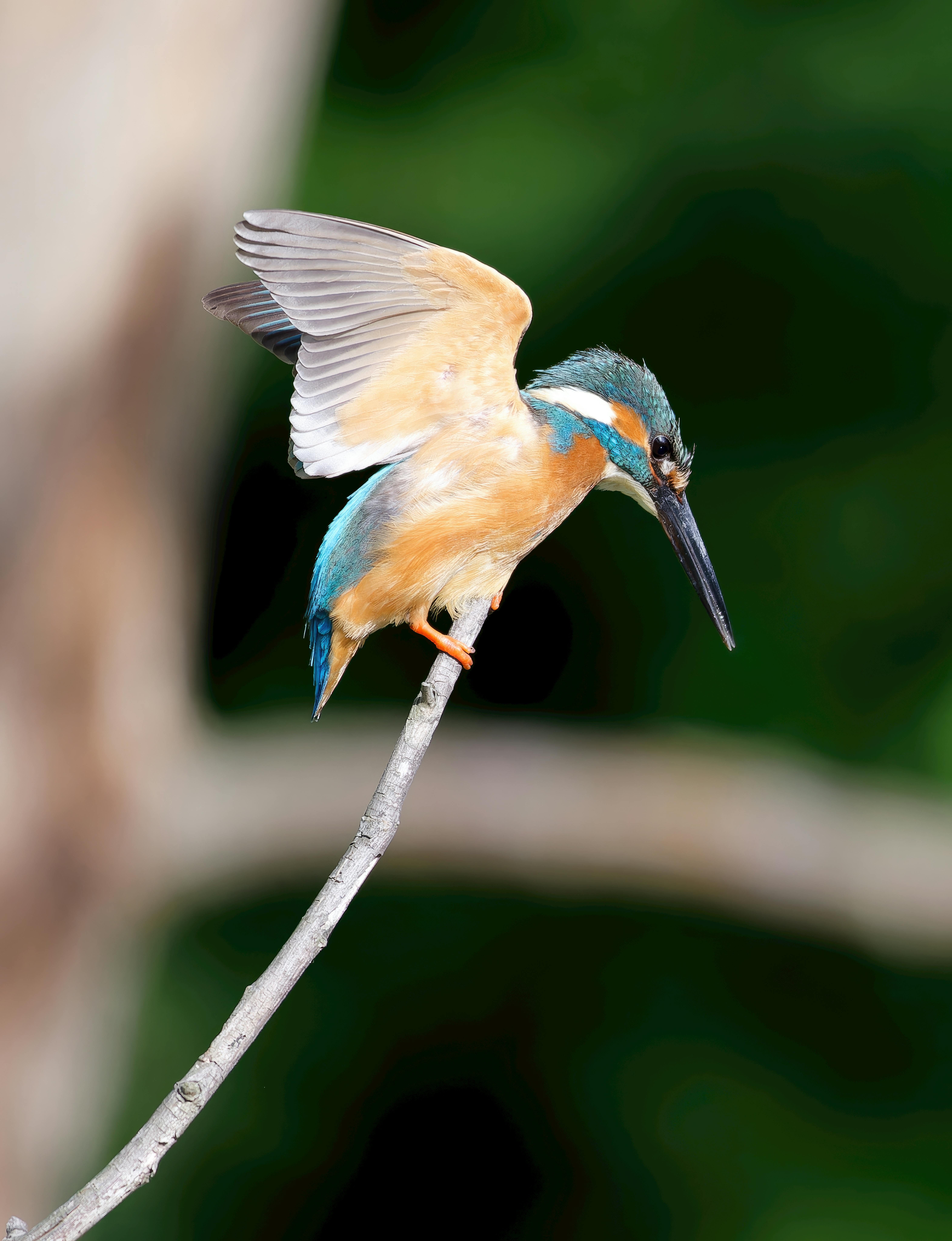 Kingfisher Bird Diving · Free Stock Photo