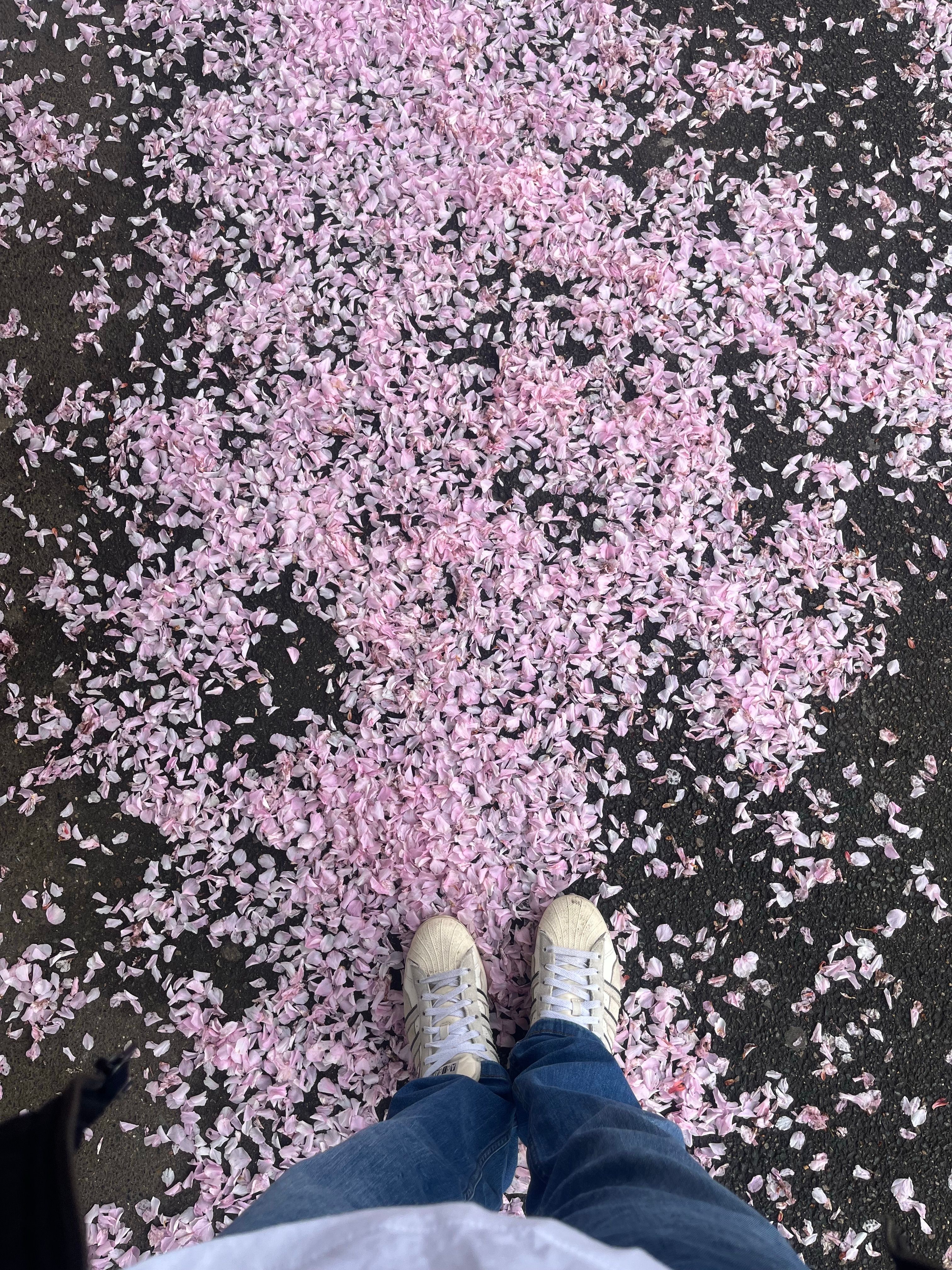 Person Standing on the Ground with of Pink Petals · Free Stock Photo