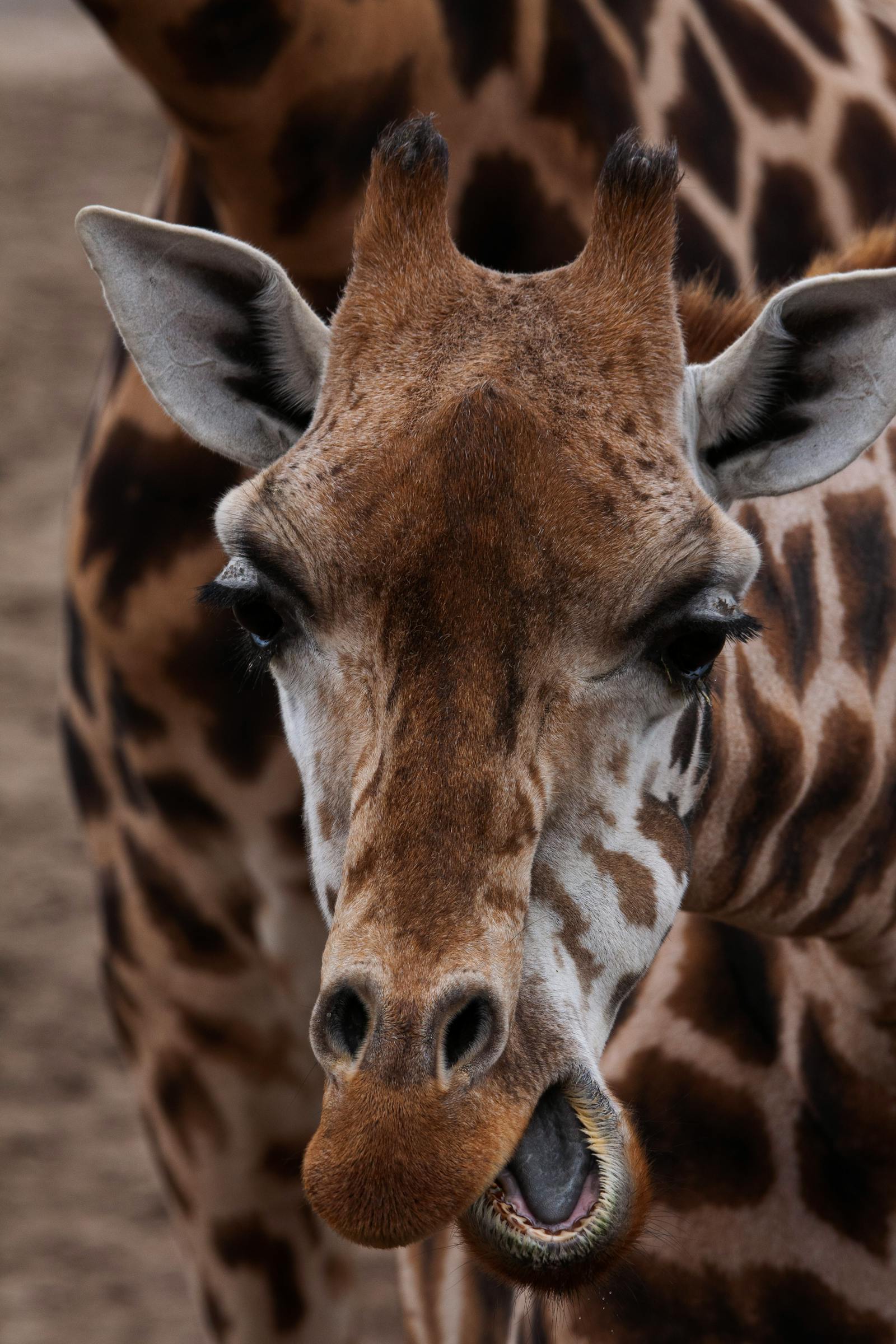 Giraffe Animal Wallpaper Photos, Download The BEST Free Giraffe Animal ...