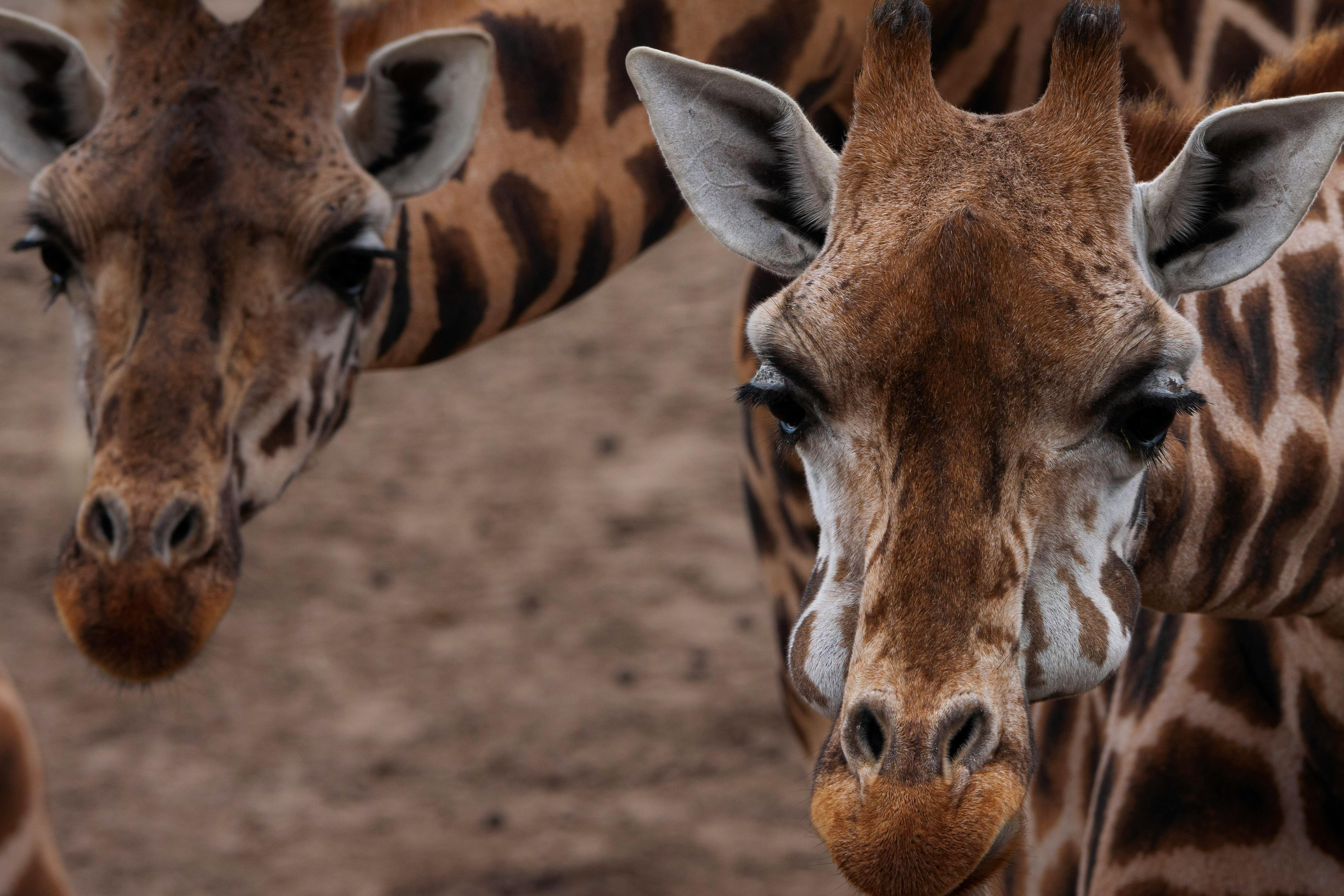 Close-up of Two Giraffes · Free Stock Photo