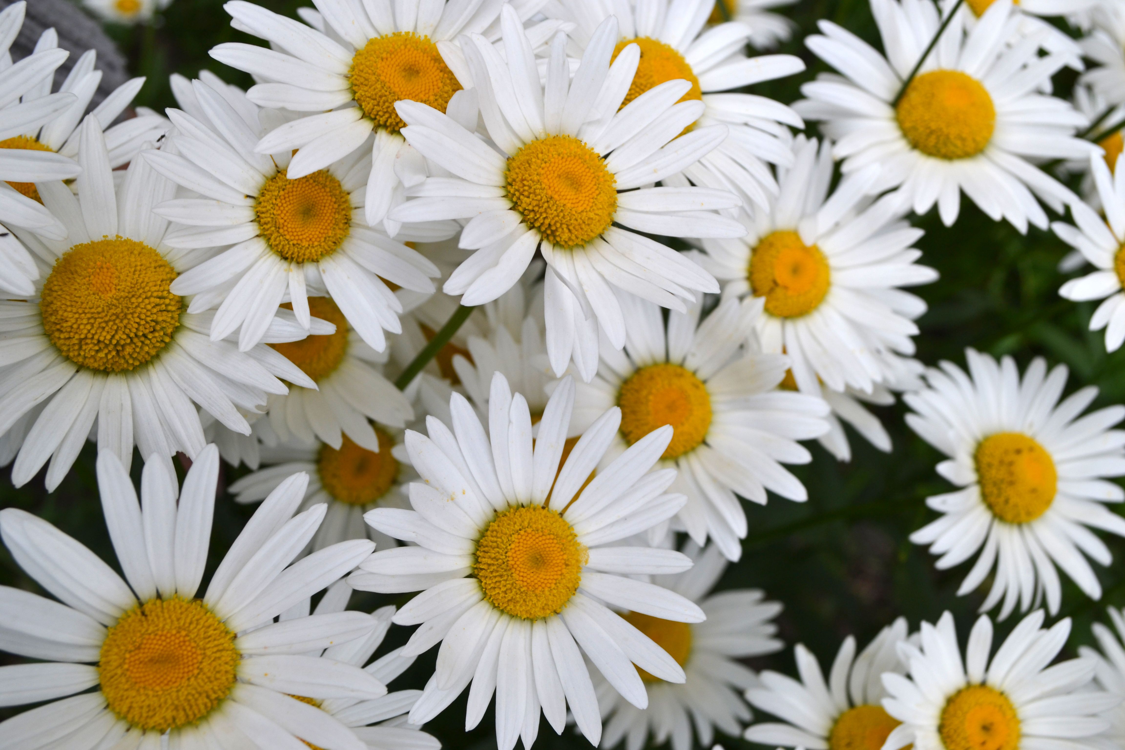 Daisies Petals in and around Cup · Free Stock Photo