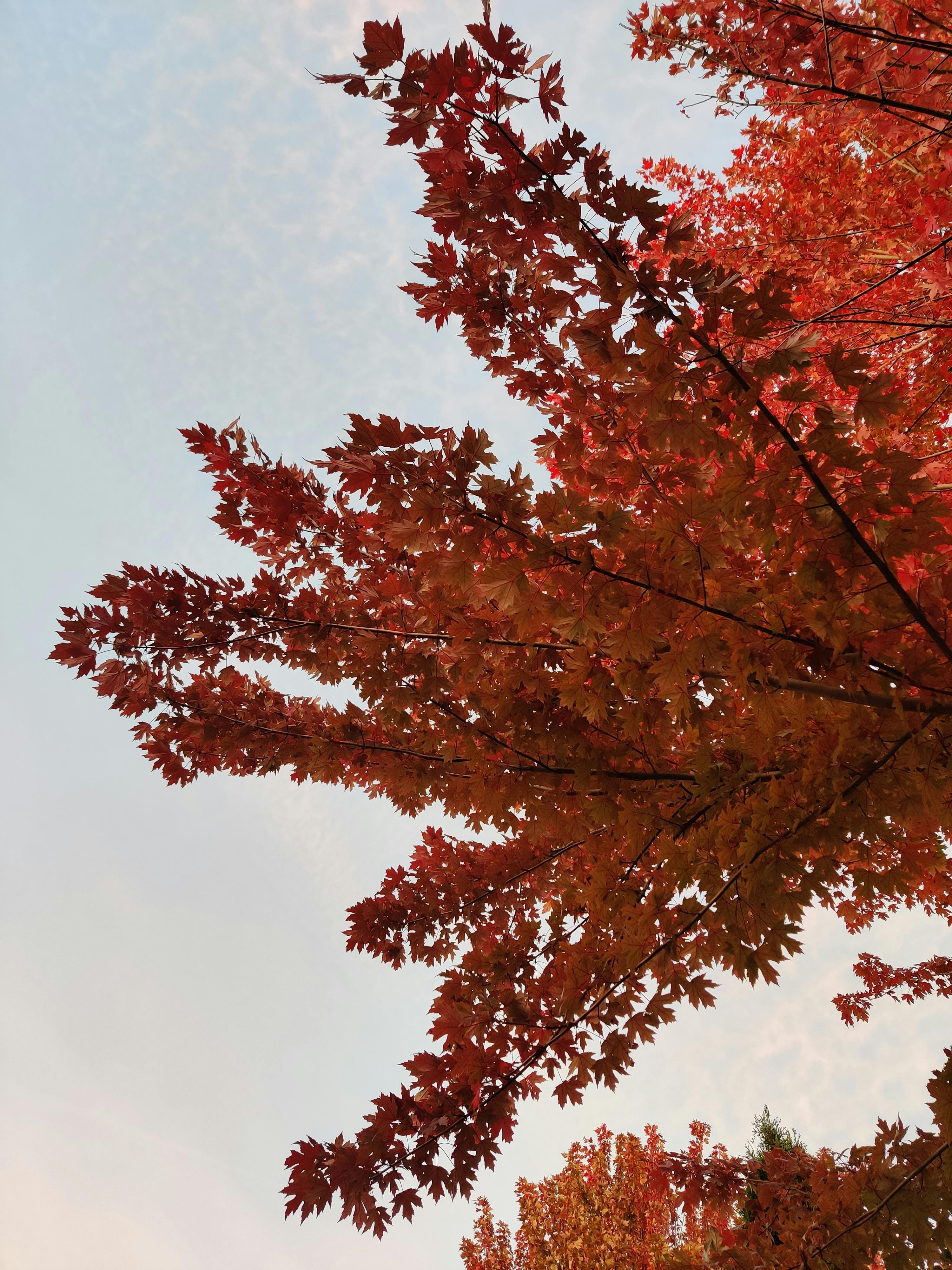 Red Leaves on Tree in Autumn · Free Stock Photo