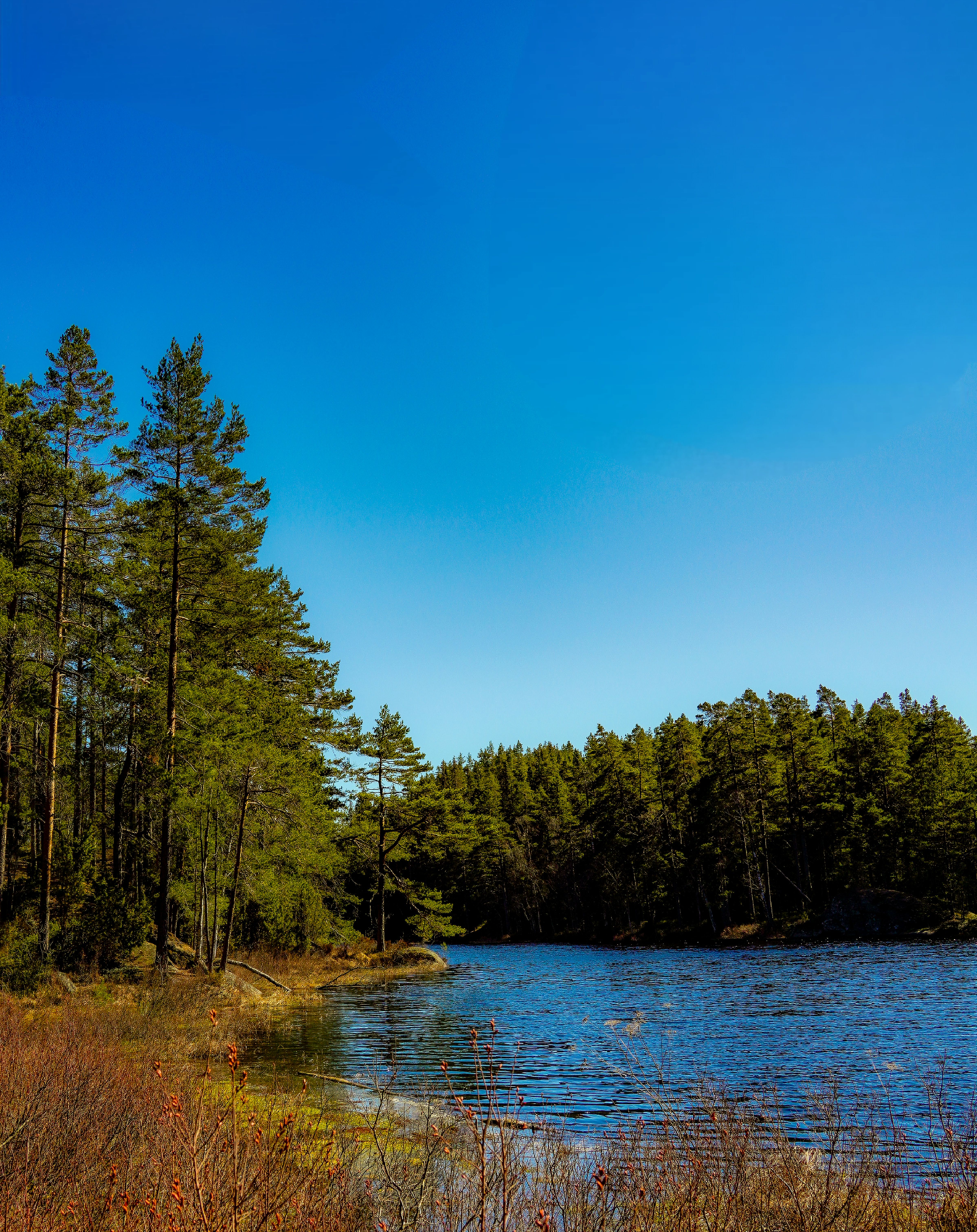 Forest around Lake · Free Stock Photo