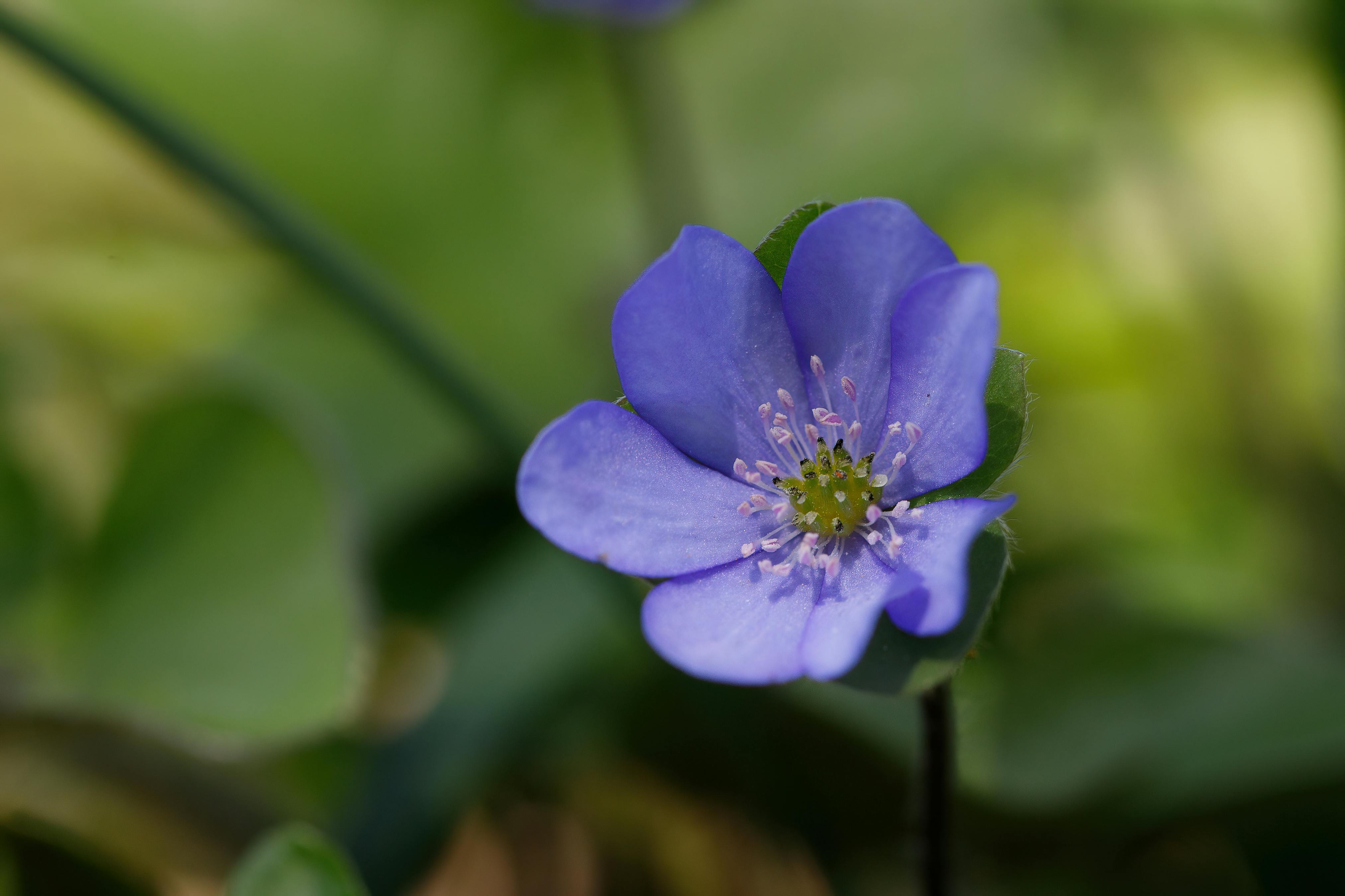 Close-up of a Blue Flower · Free Stock Photo