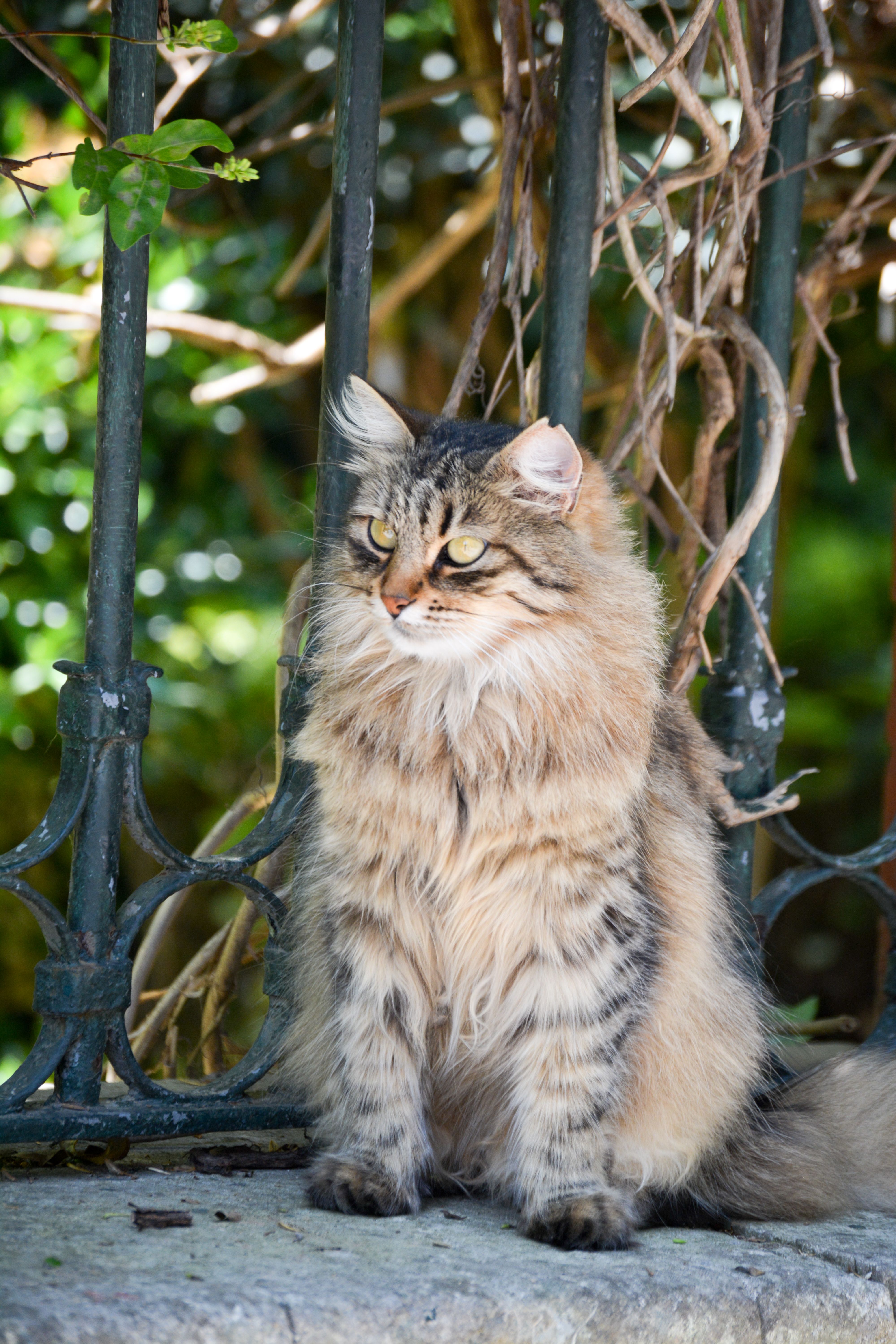 A Brown Tabby Cat Sitting Outside · Free Stock Photo