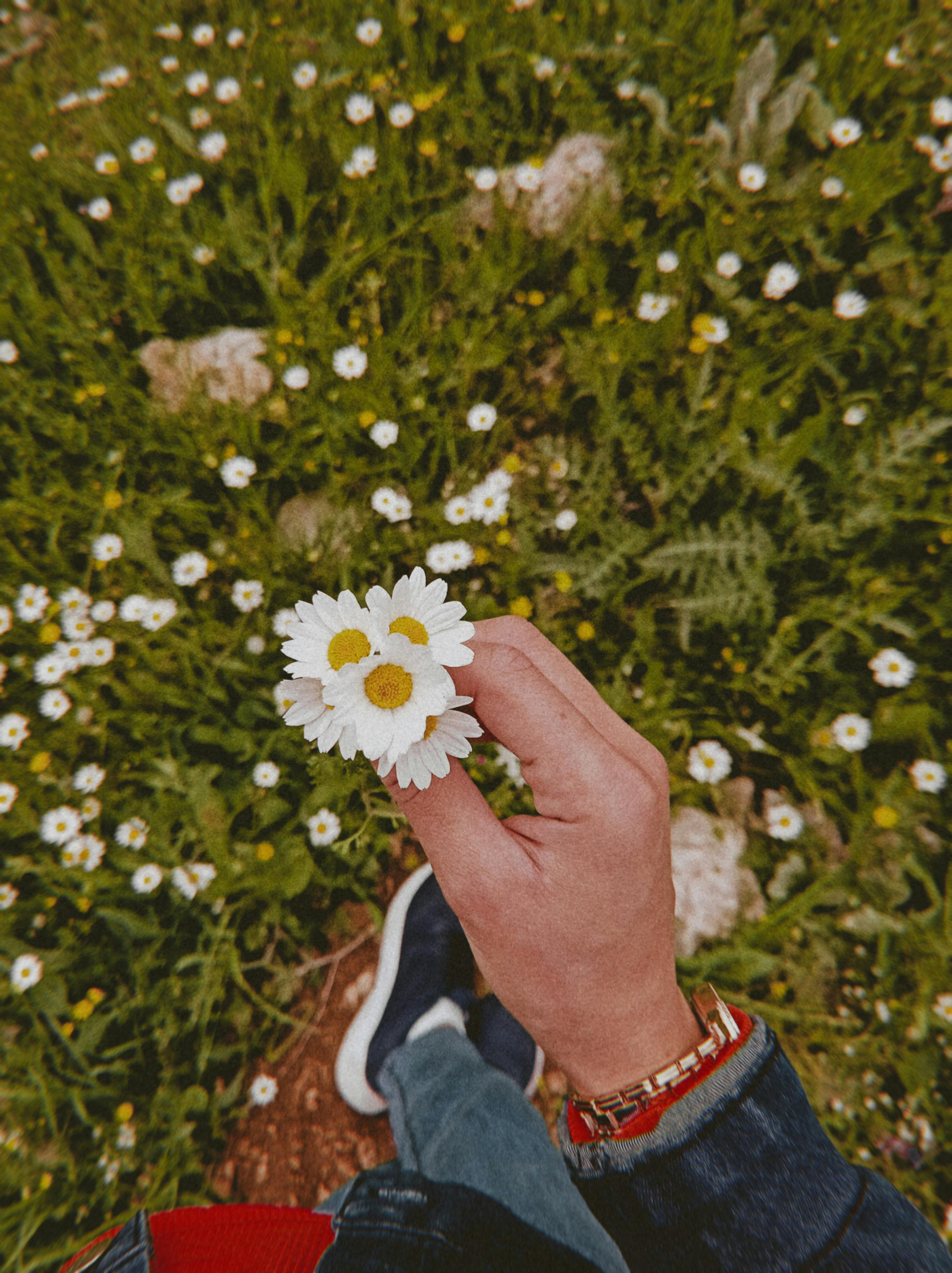 Hand Holding Daisies · Free Stock Photo