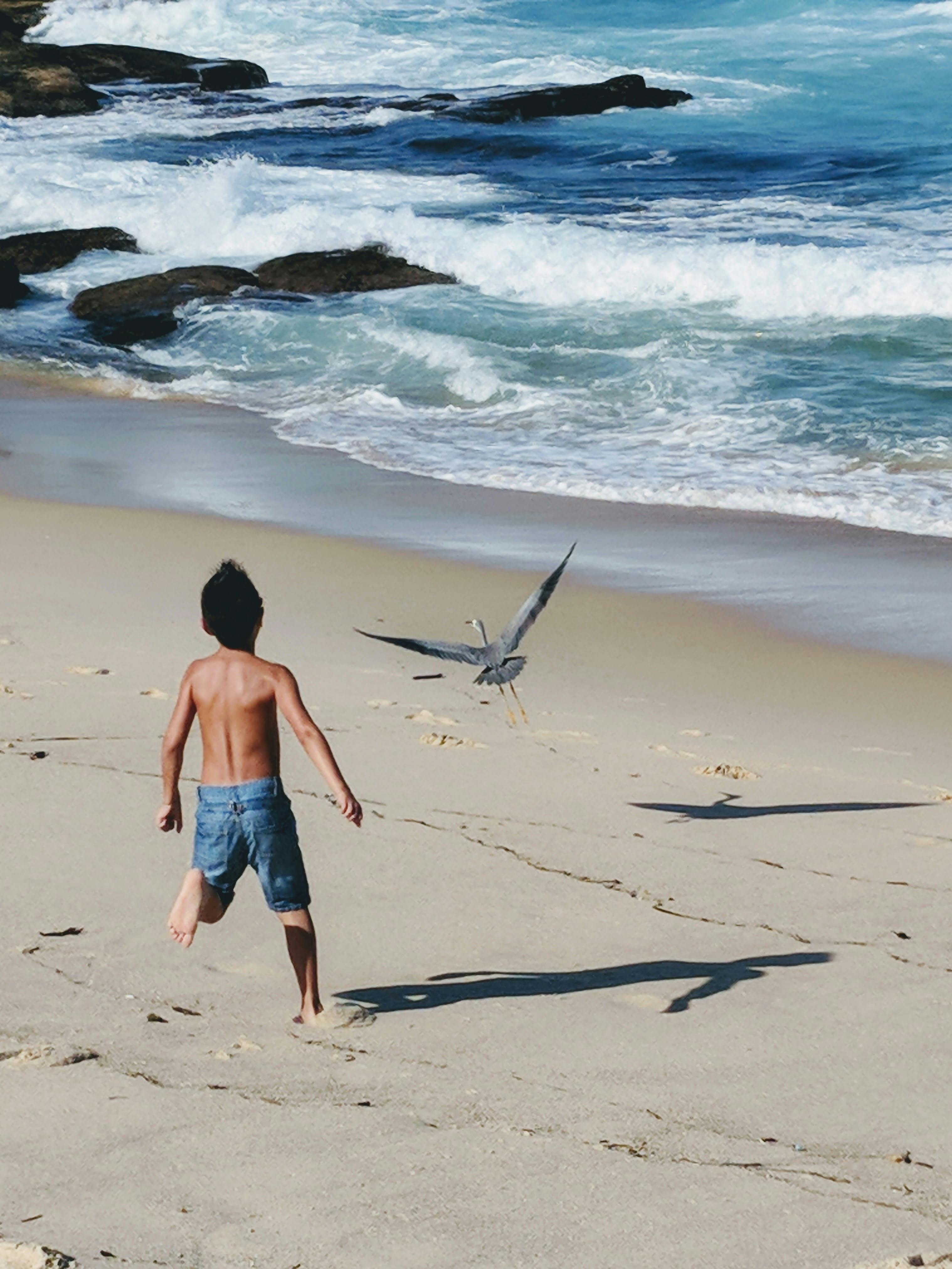 Boy Chasing a Bird on a Beach · Free Stock Photo