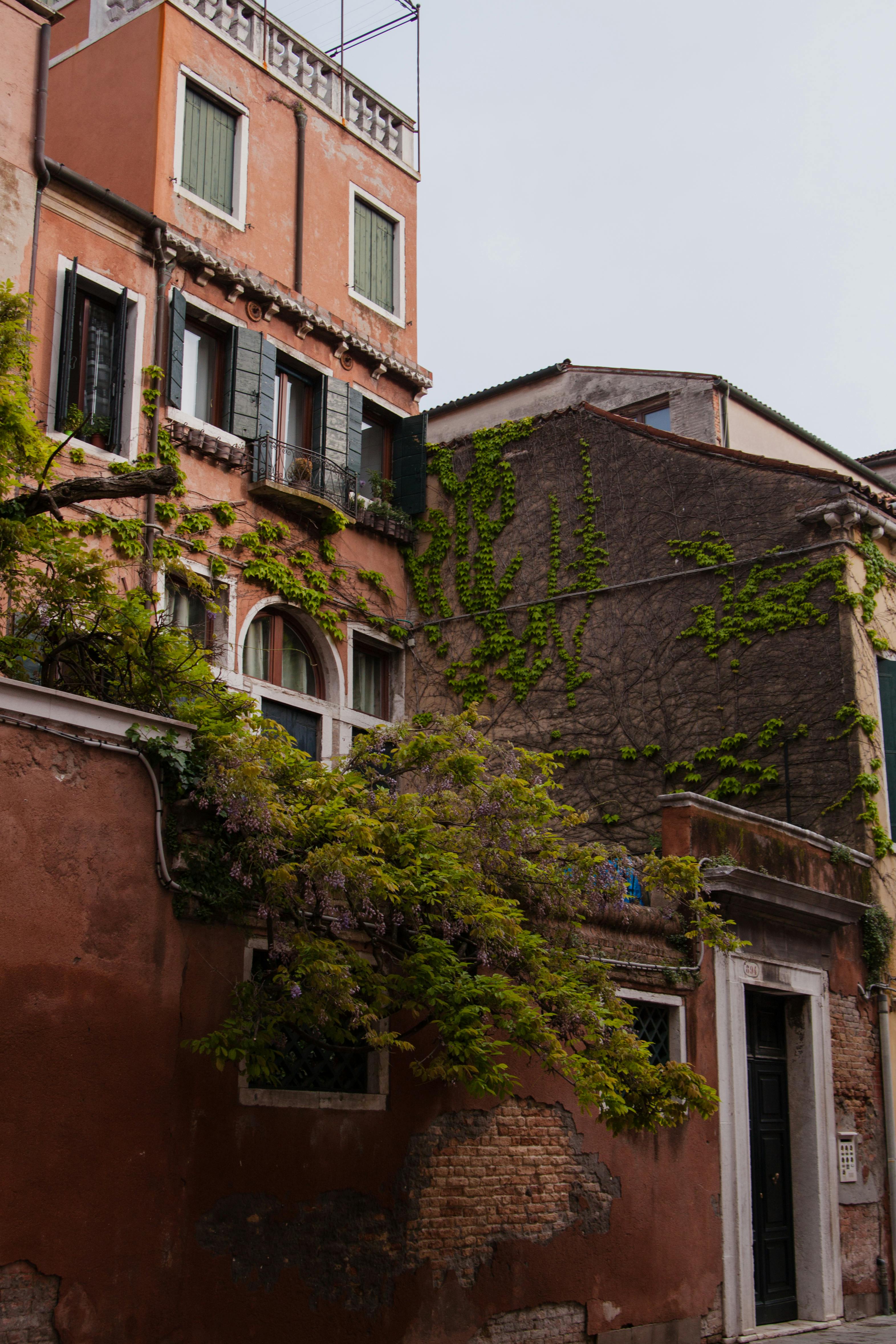 Ivy Loop Wiring Photos, Download The BEST Free Ivy Loop Wiring Stock ...