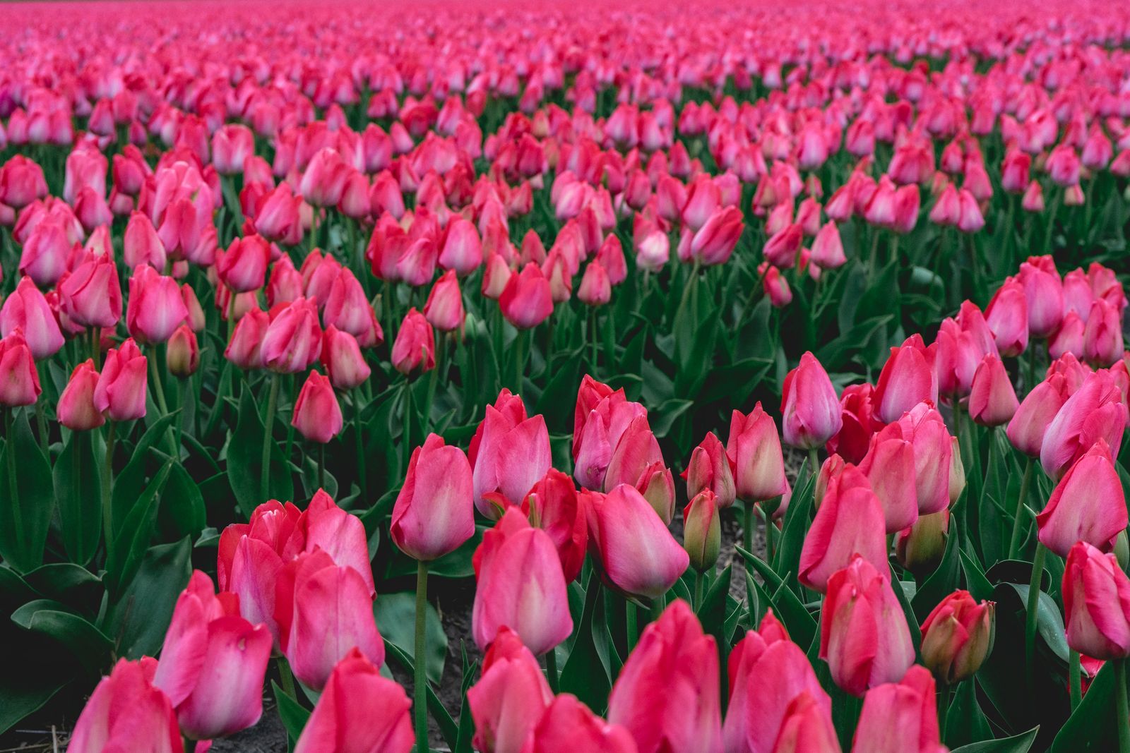 Tulip Fields In Holland Photos, Download The BEST Free Tulip Fields In ...