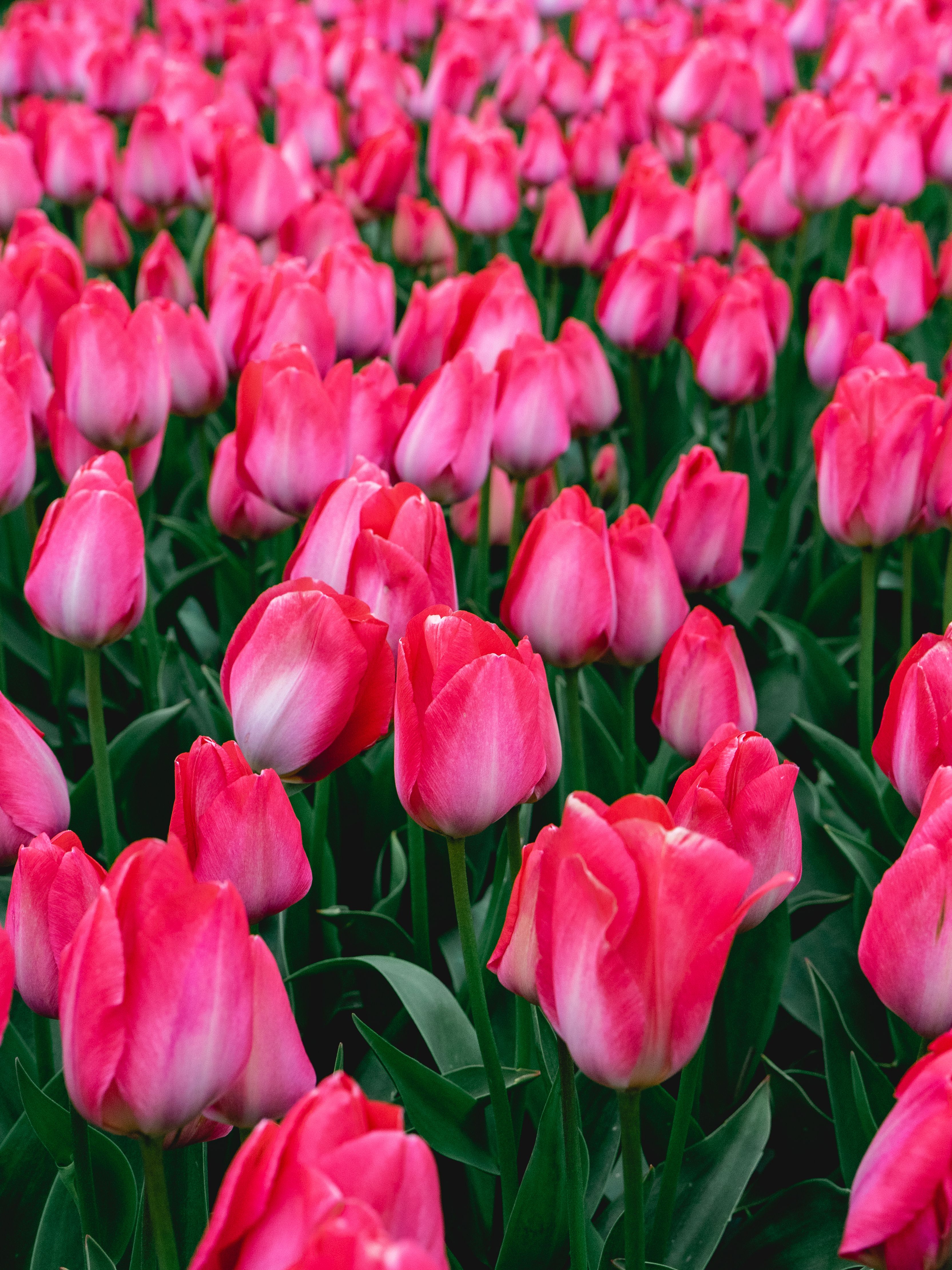 Foto stok gratis tentang alam, belanda, belanda selatan, berbunga ...
