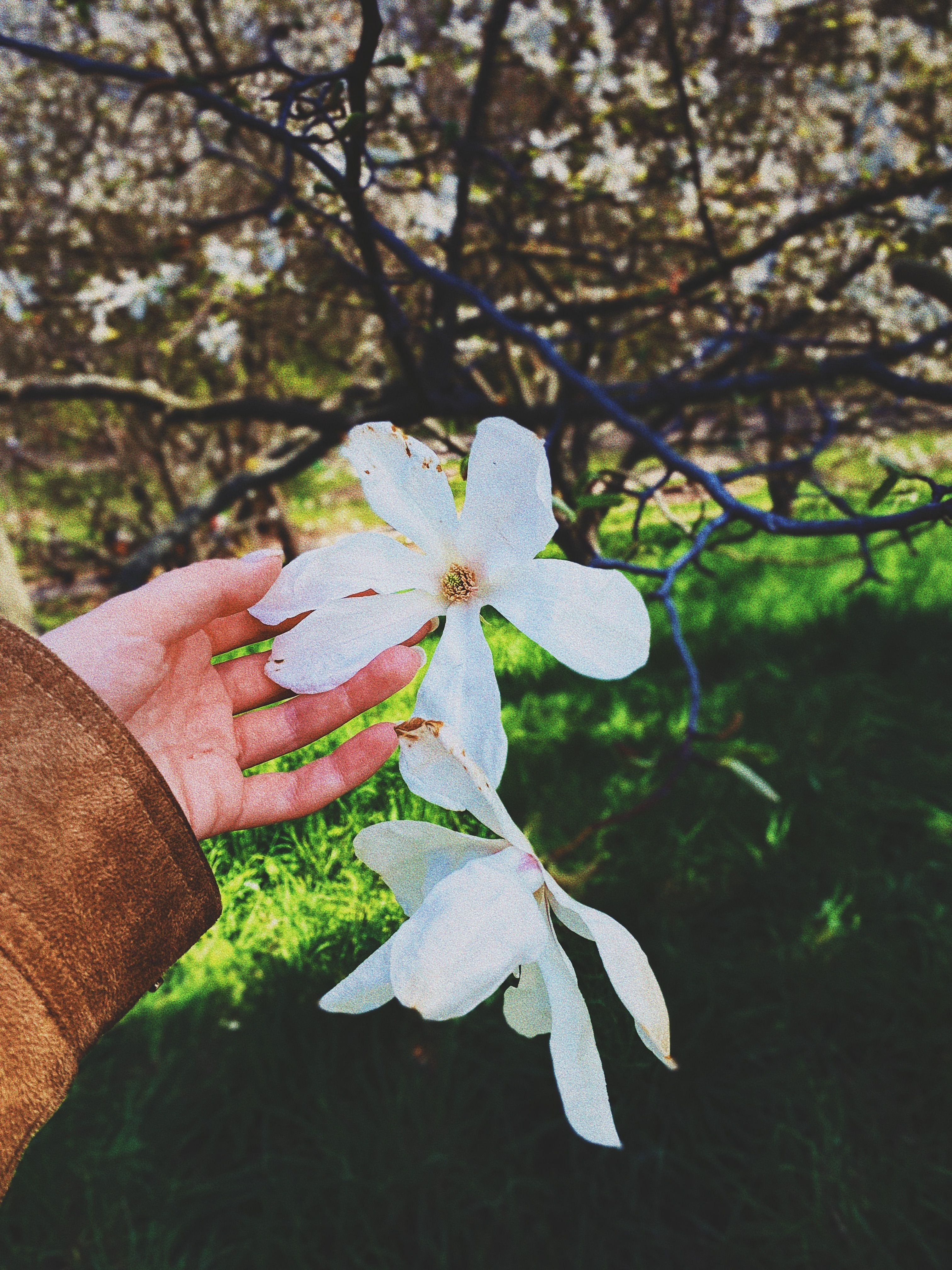 Hand Touching White Flower · Free Stock Photo
