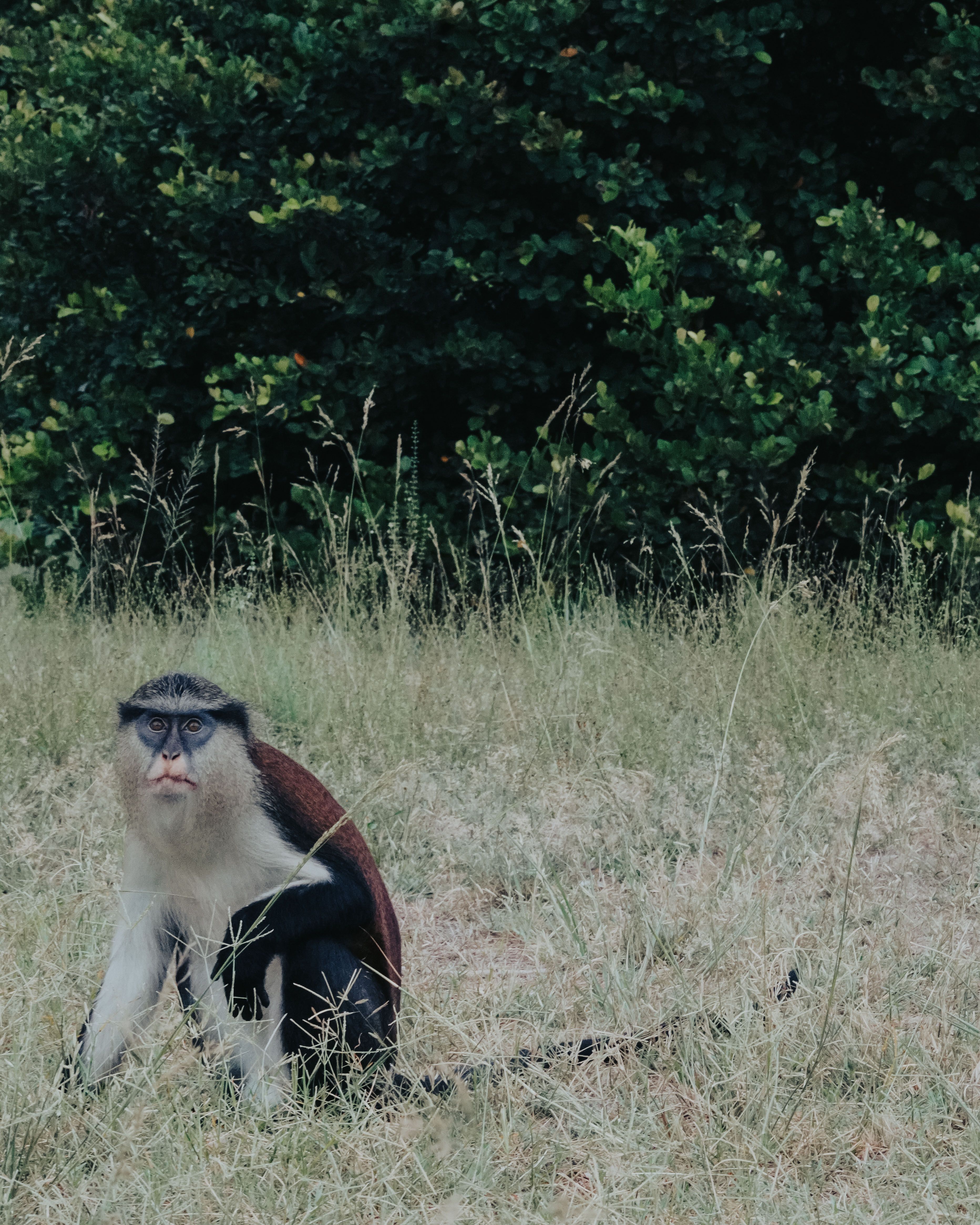 Baboon on Grass · Free Stock Photo