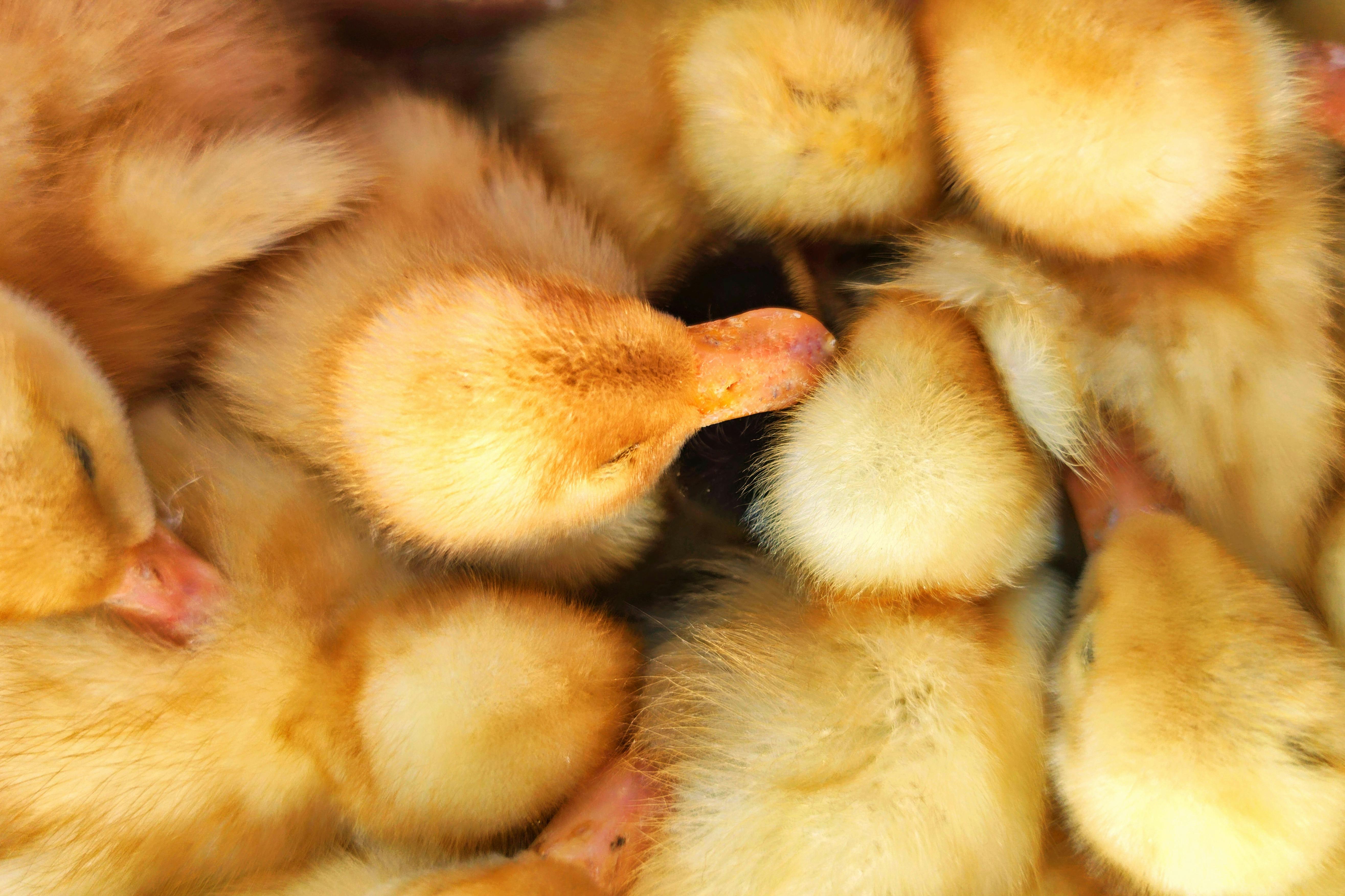 Chicks Next Photos, Download The BEST Free Chicks Next Stock Photos ...