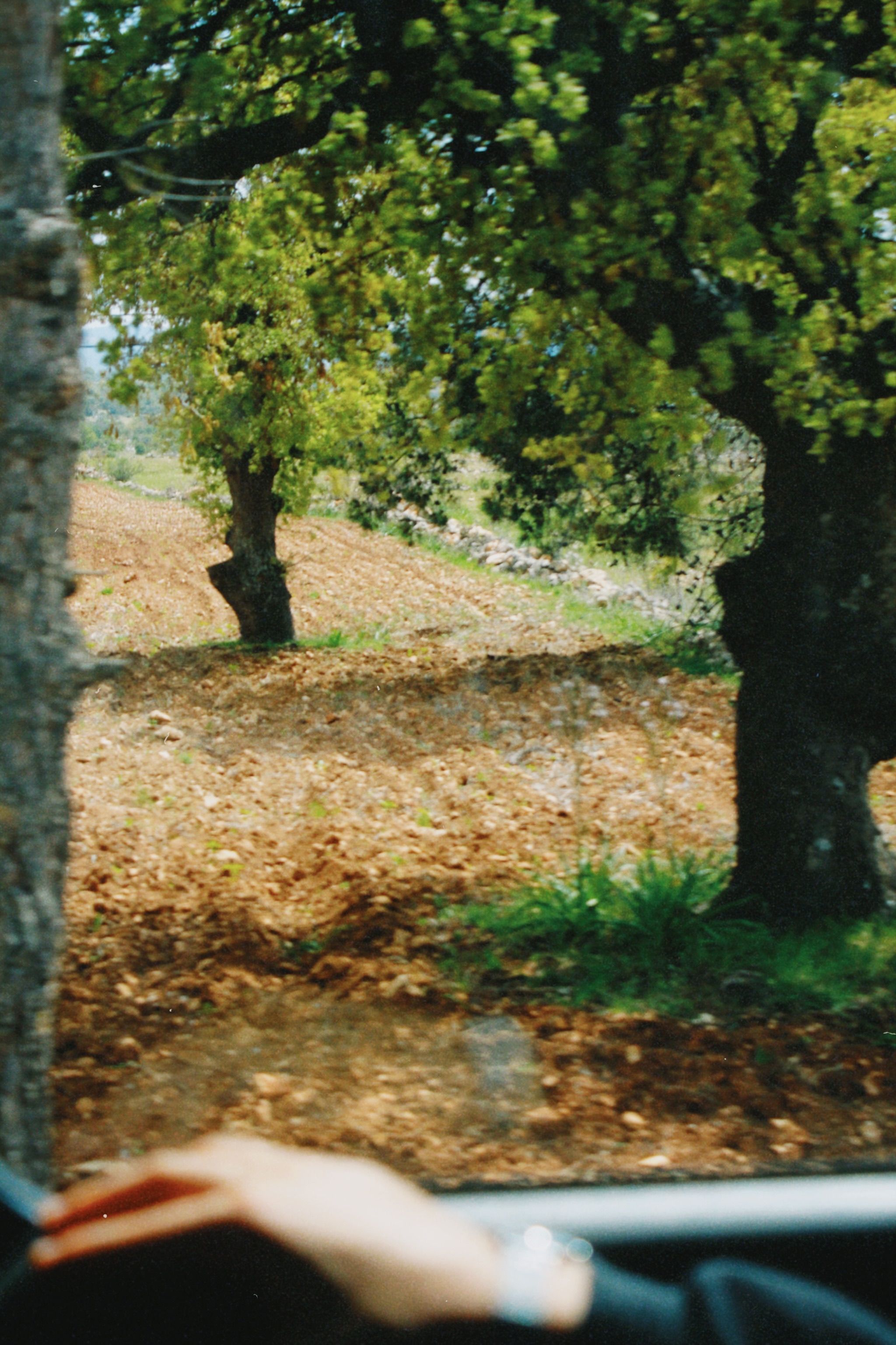 Trees behind Window · Free Stock Photo