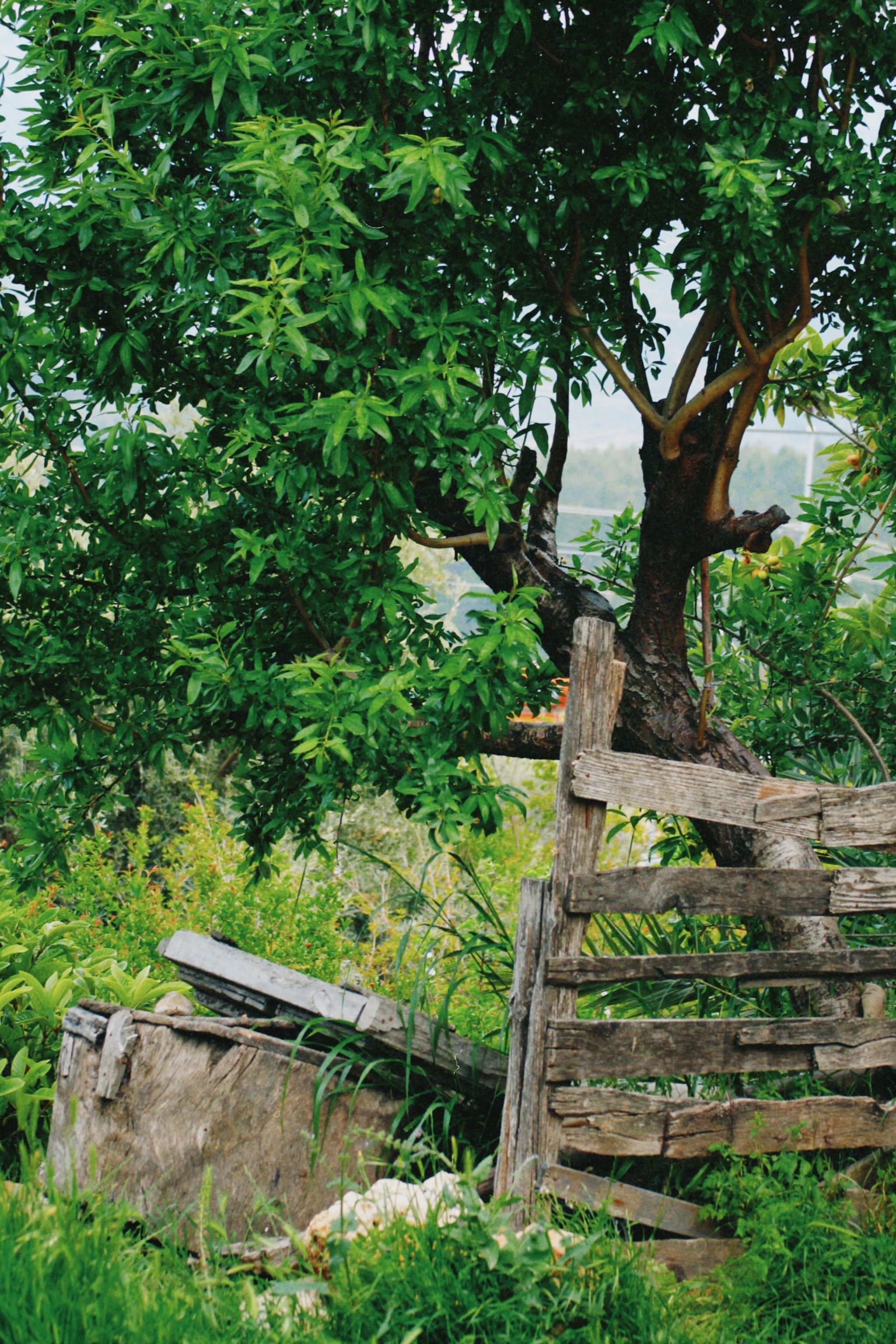 Tree behind Damaged, Wooden Fence · Free Stock Photo