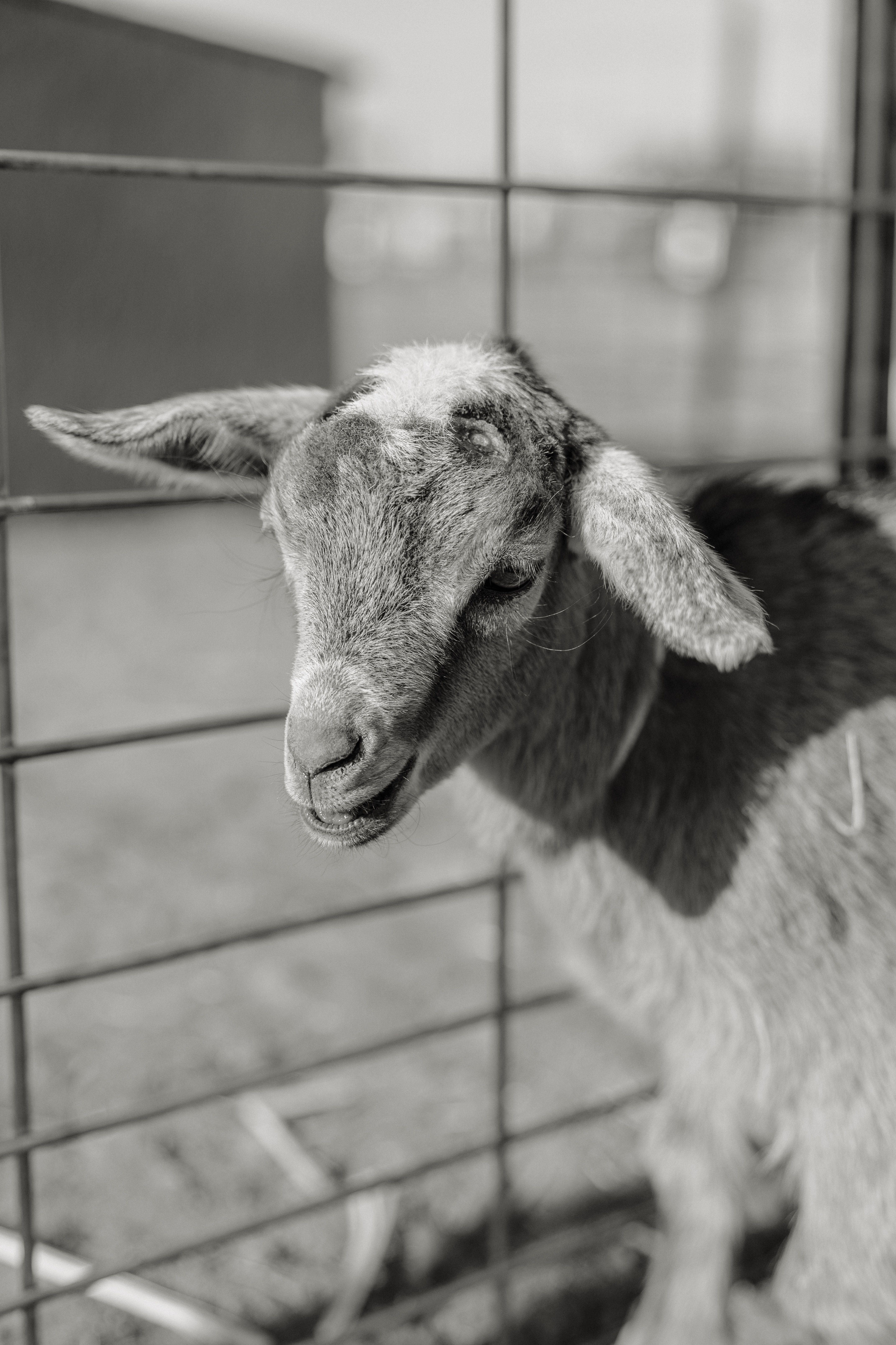 Black and White Photo of a Baby Goat · Free Stock Photo