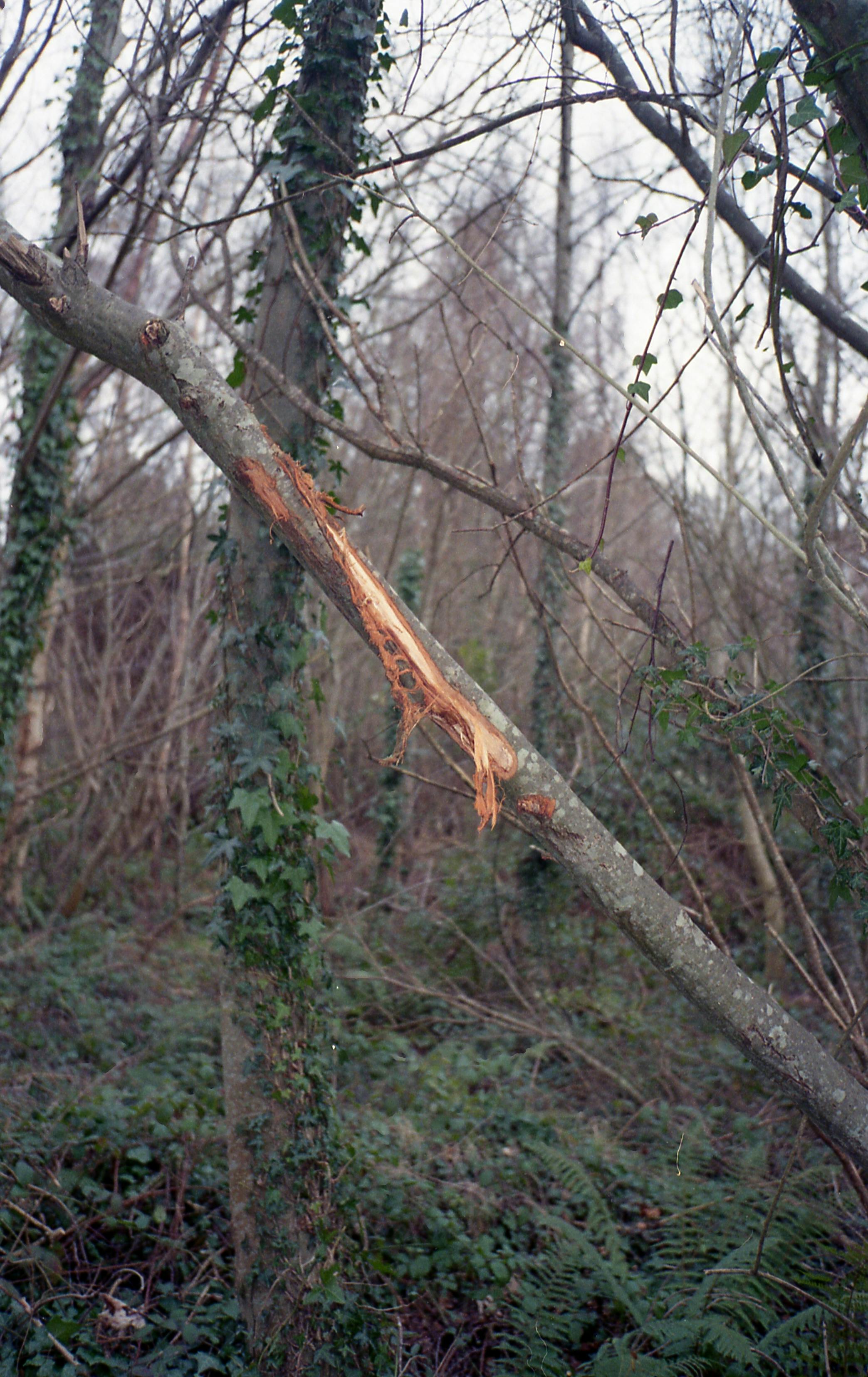 Torn Bark on a Branch in the Forest · Free Stock Photo