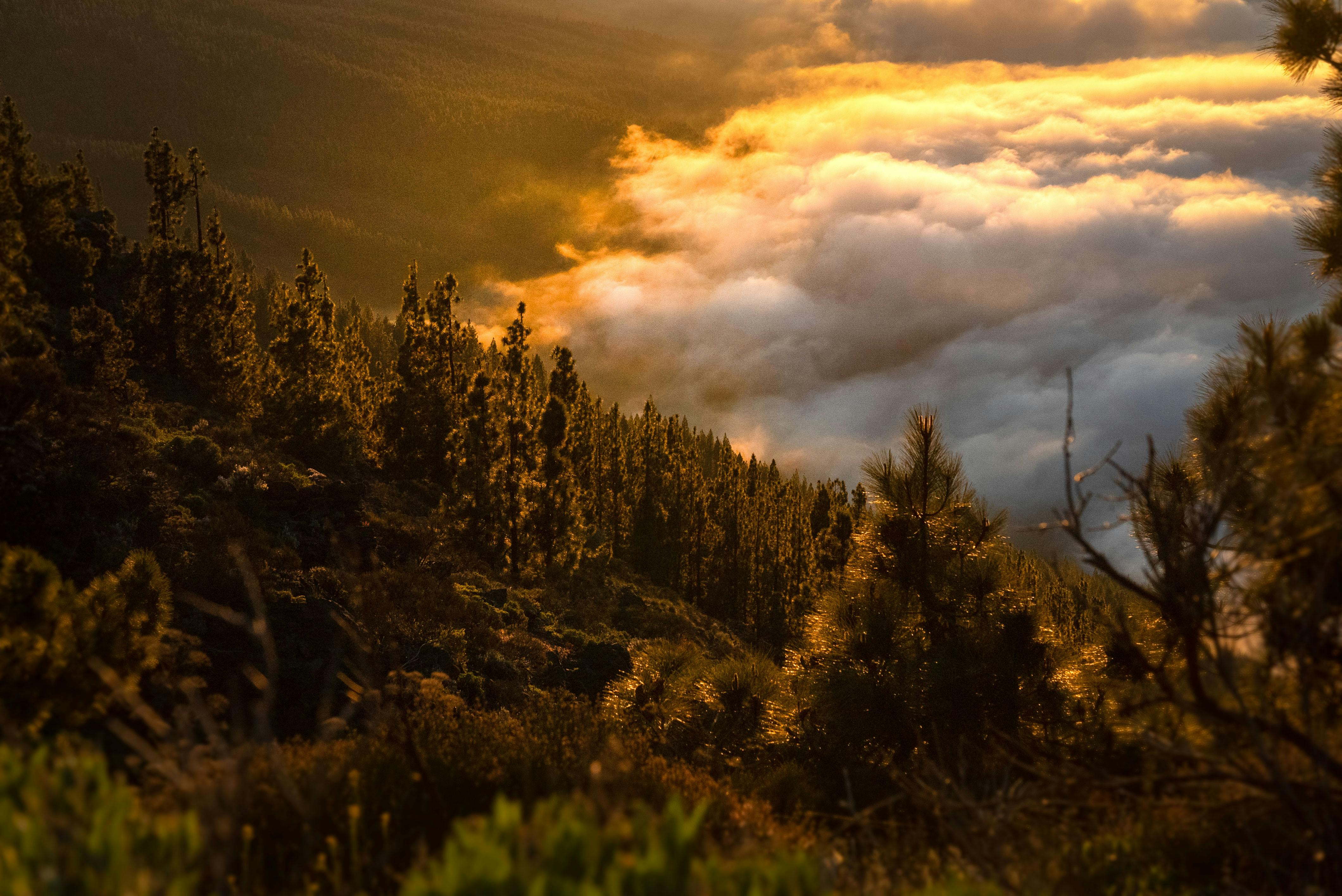 Mountain Landscape with Conifer Trees, and Clouds in the Sky · Free ...
