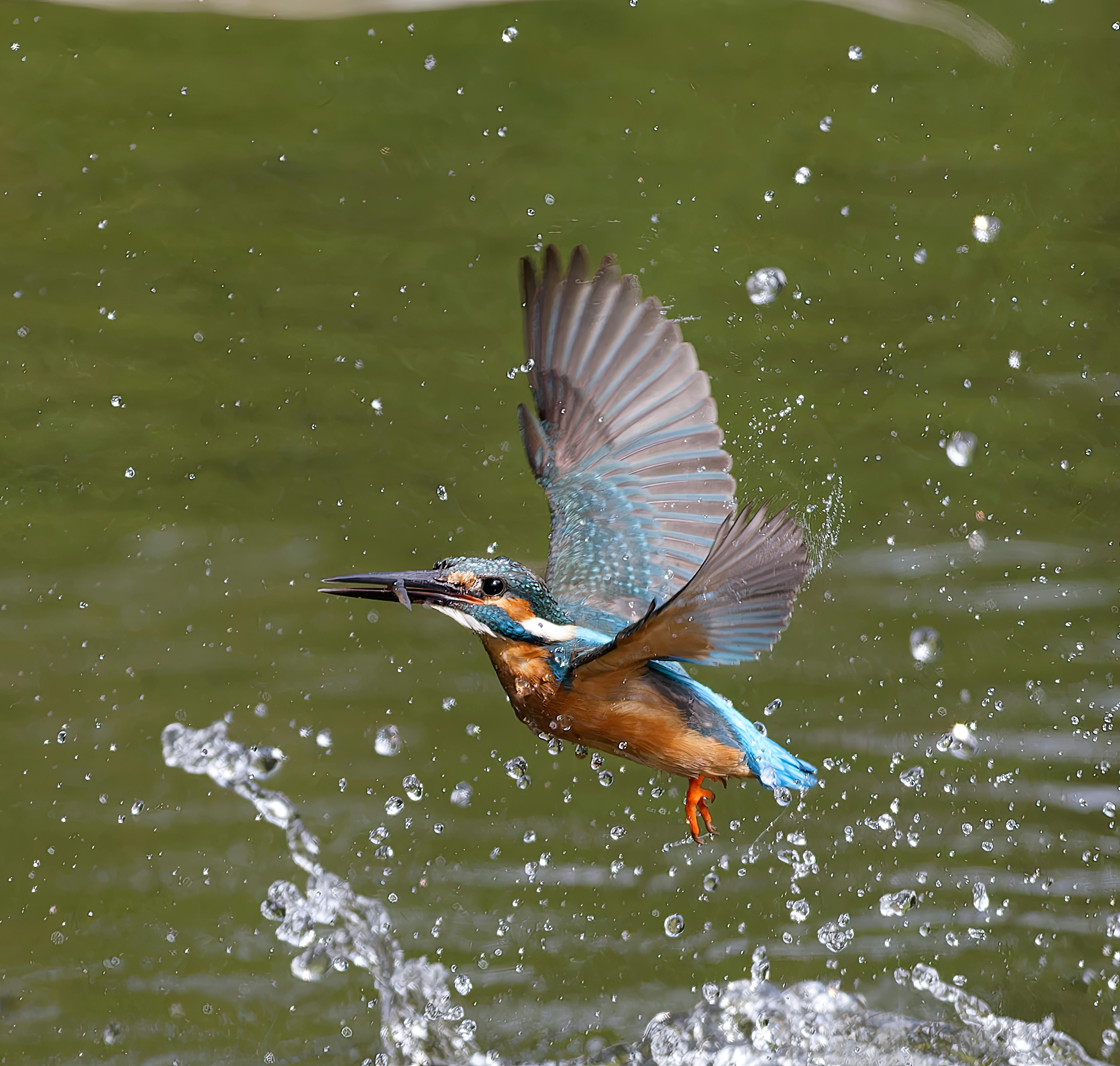 Foto profissional gratuita de água, alcedo atthis, animais selvagens ...