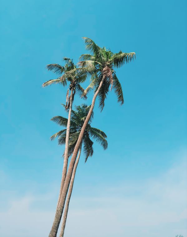 4k Wallpaper Palm Tree Photos, Download The BEST Free 4k Wallpaper Palm ...