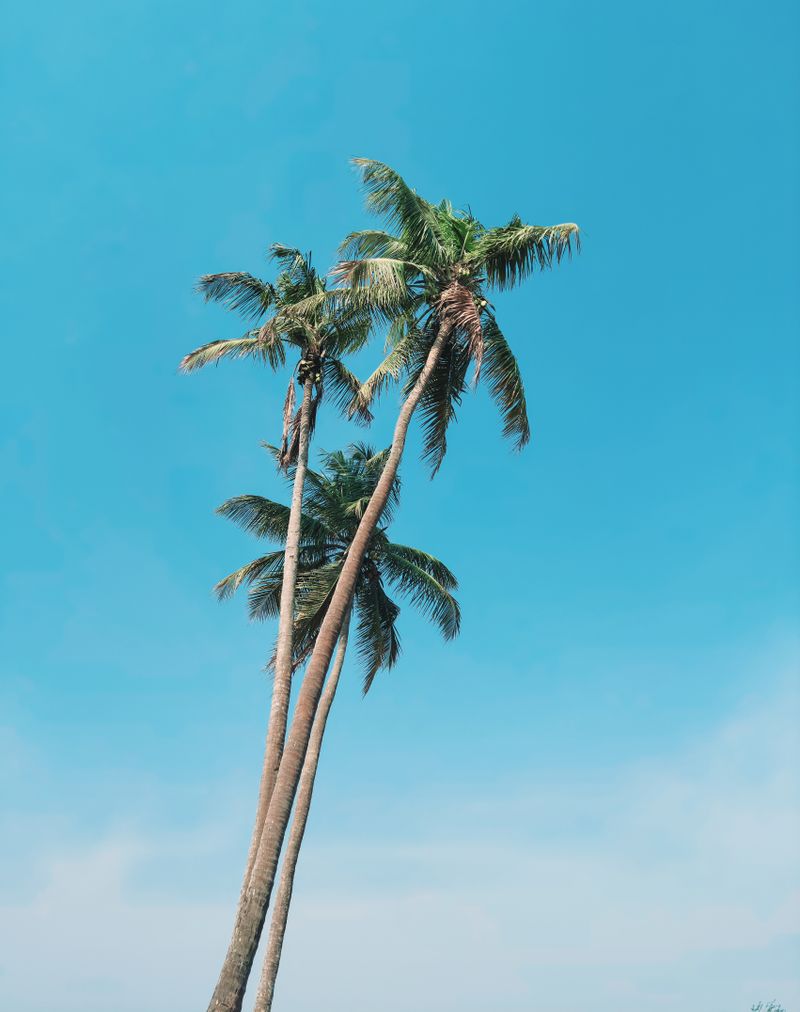4k Wallpaper Palm Tree Photos, Download The BEST Free 4k Wallpaper Palm ...