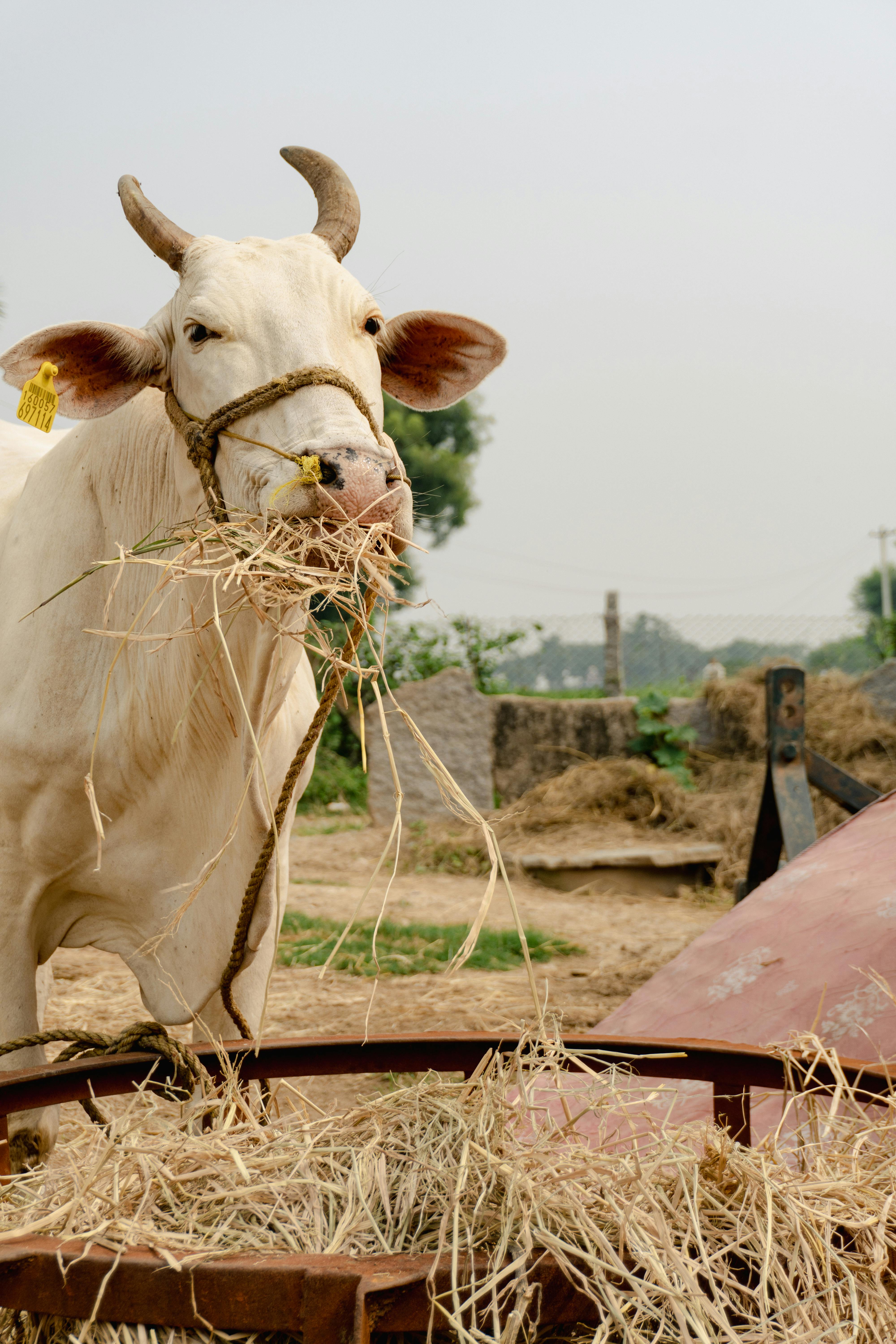 Photo of a Cow Eating Hay · Free Stock Photo