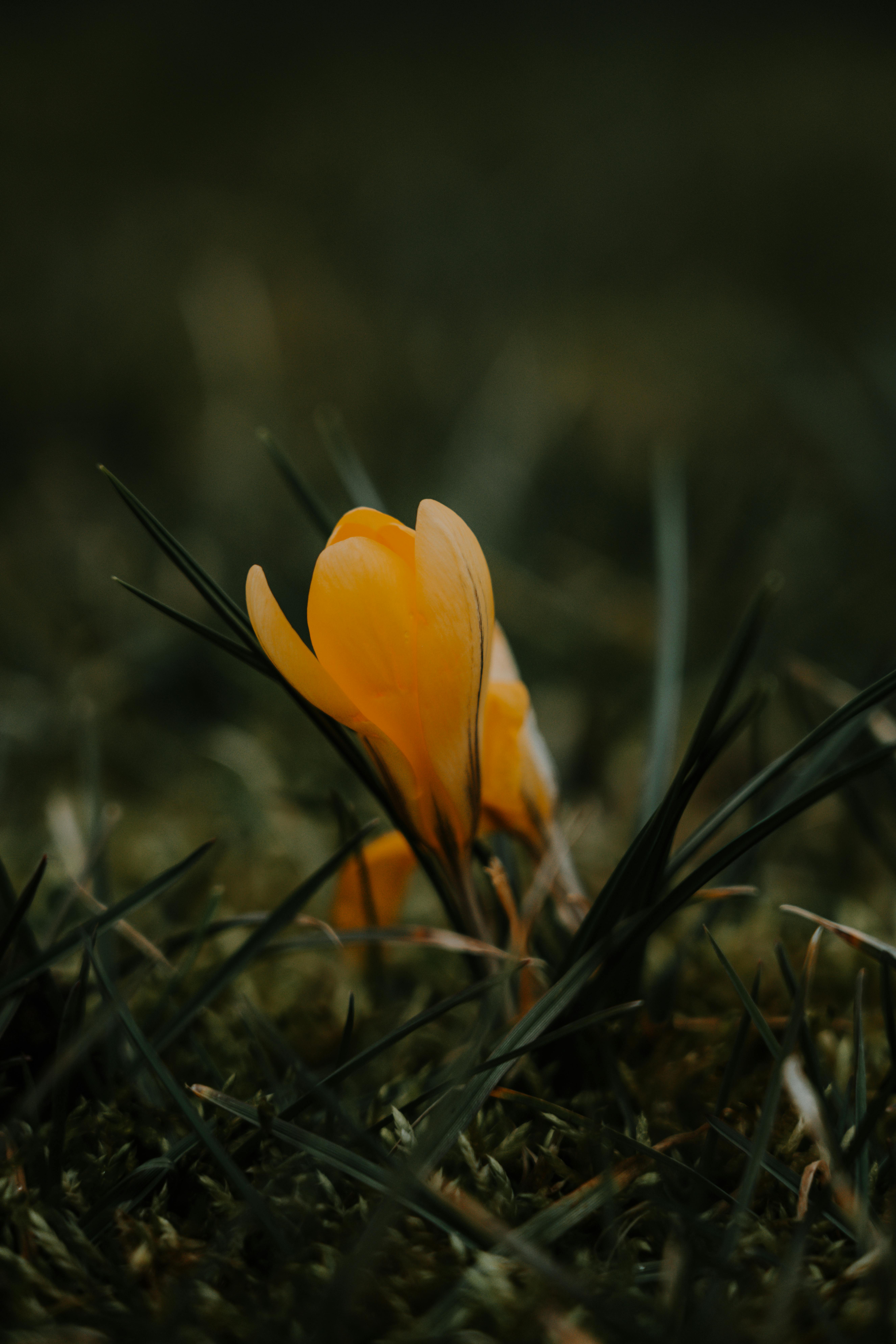 Selective Focus Photography of Yellow Petaled Flowers in Bloom · Free ...