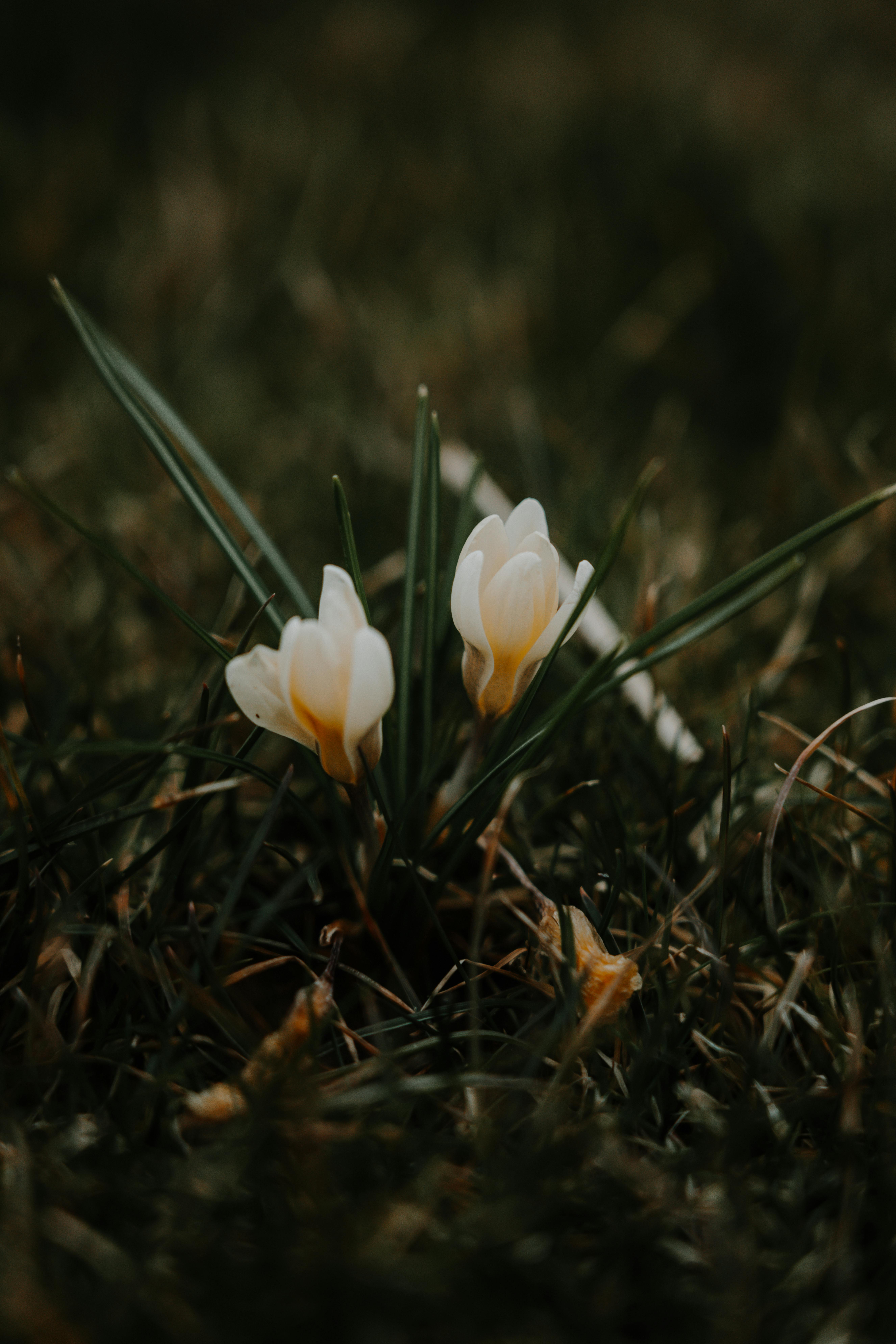 Close-up of Crocus in Grass · Free Stock Photo