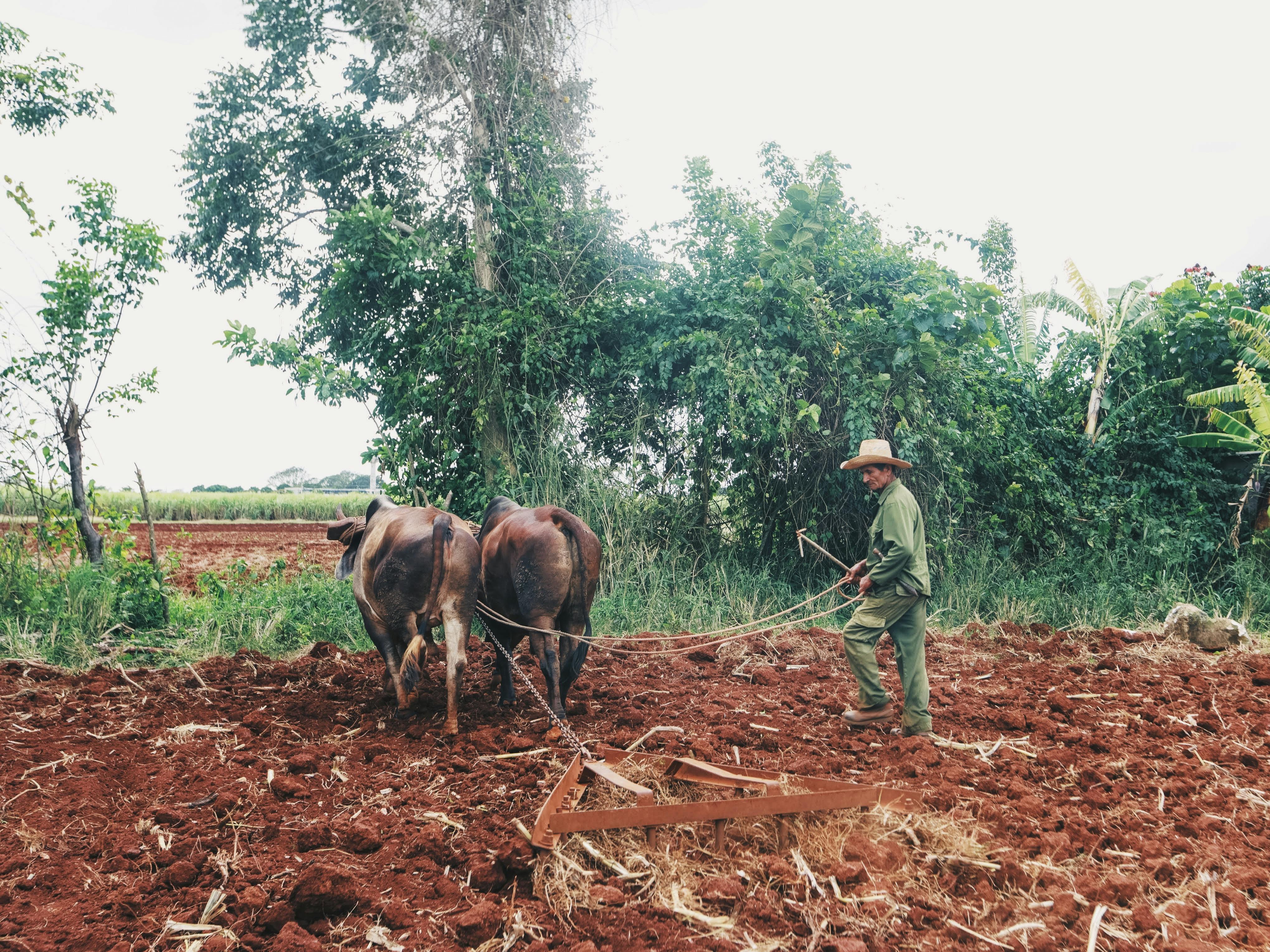 Farmer Using Cattle to Plow Field · Free Stock Photo