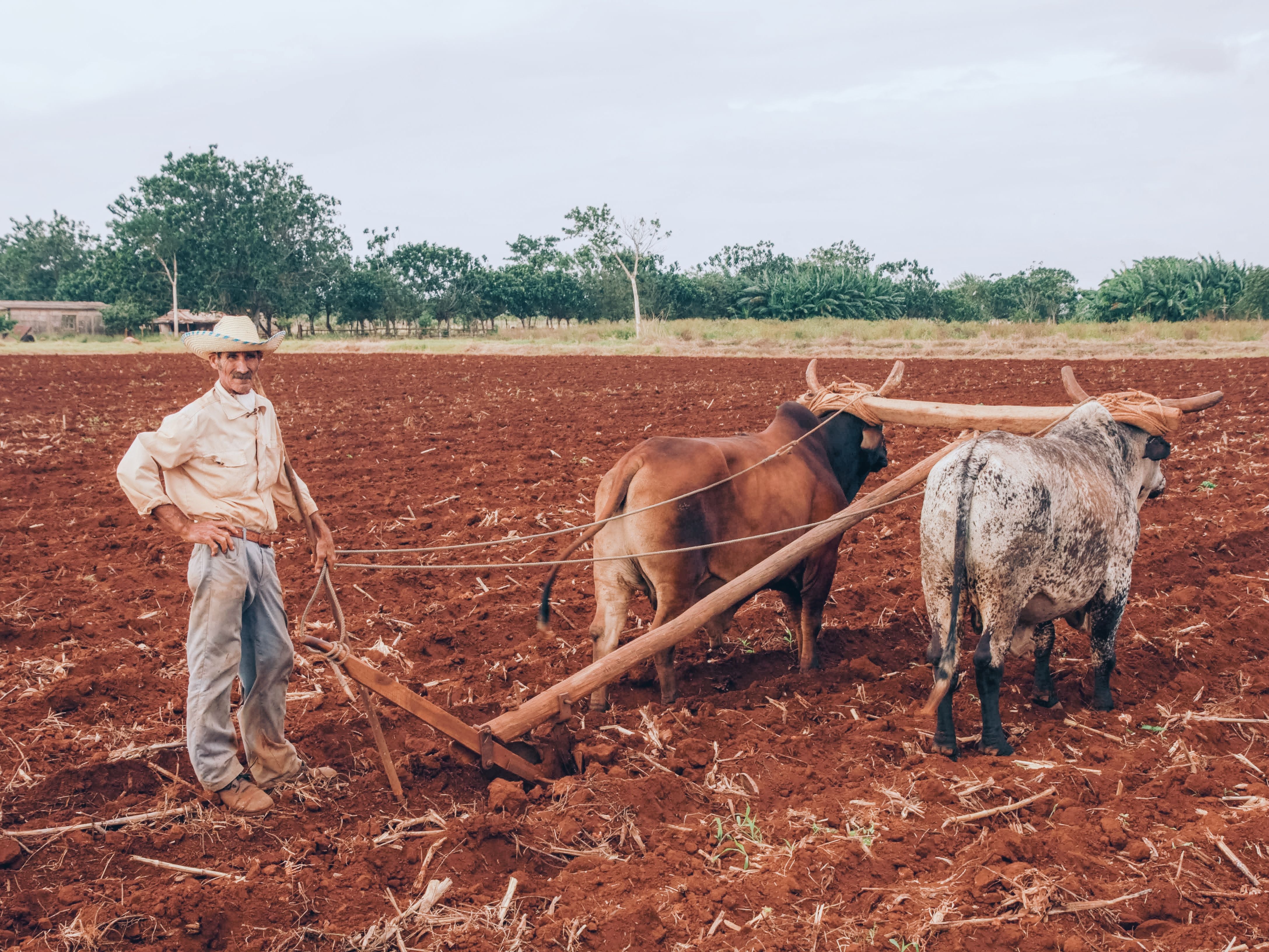 Farmer Posing on Field with Oxes · Free Stock Photo