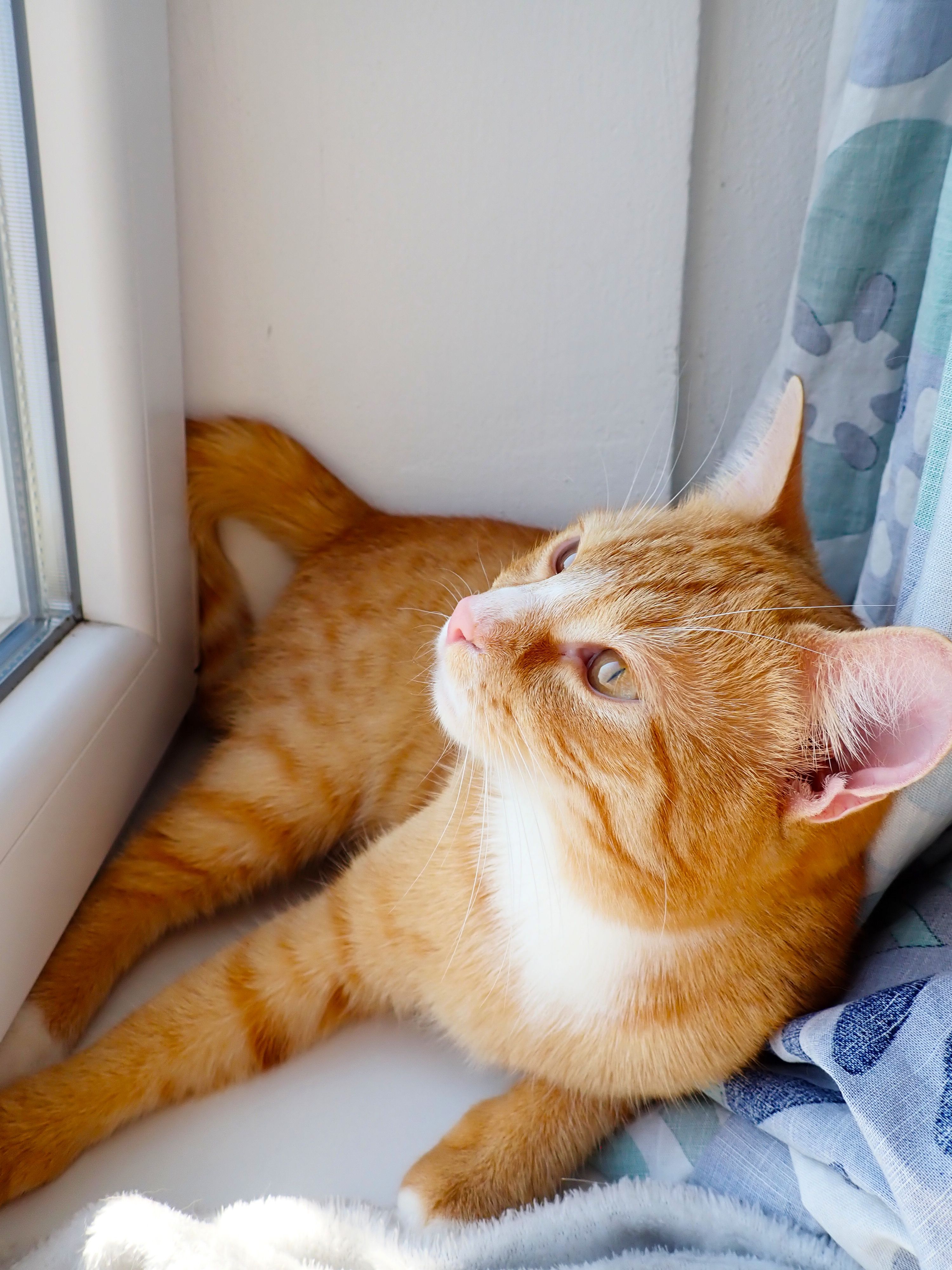 Five And Pet Photos, Download The BEST Free Five And Pet Stock Photos ...