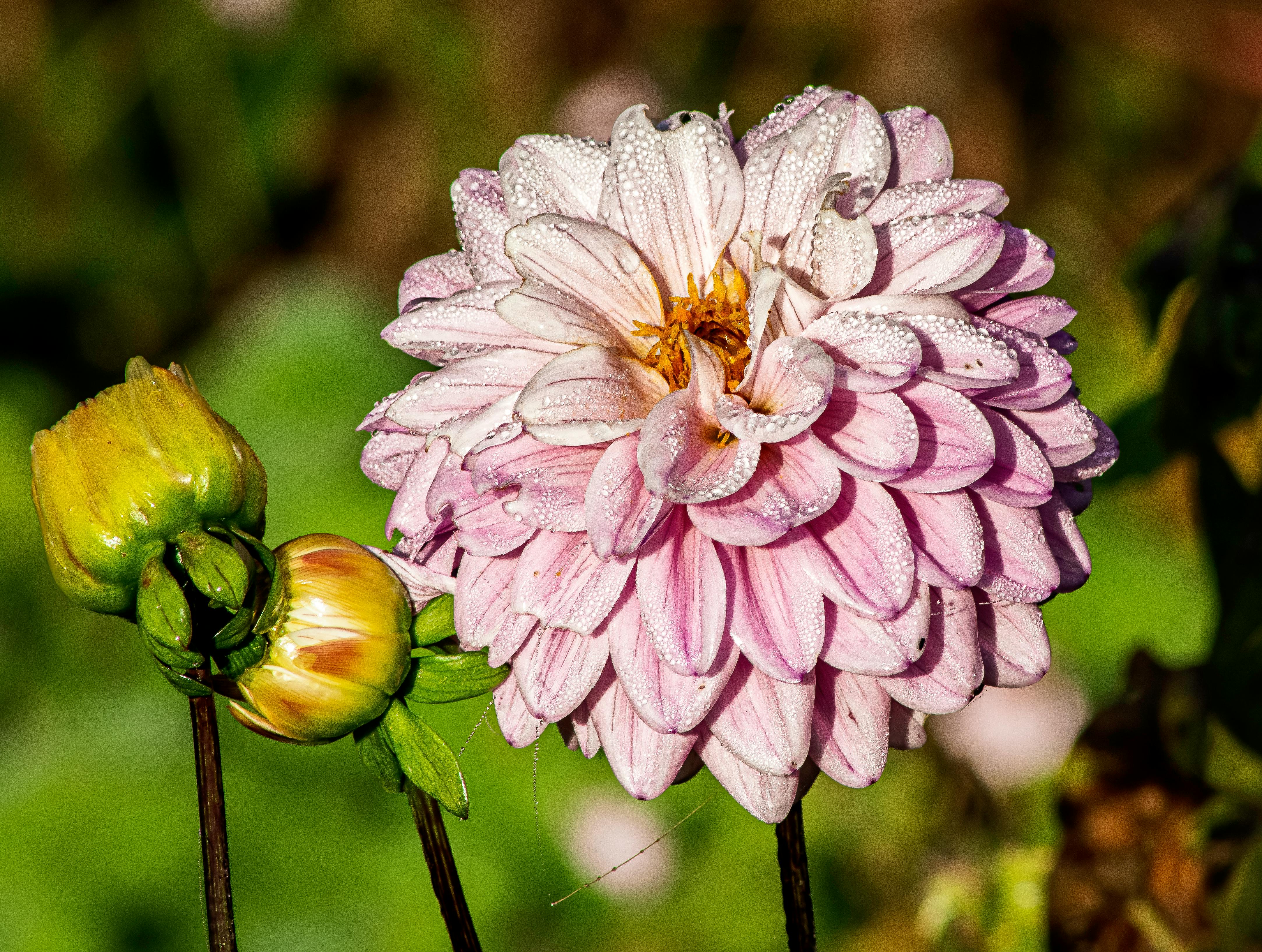 Close-up of Beautiful Light Pink Cloves · Free Stock Photo