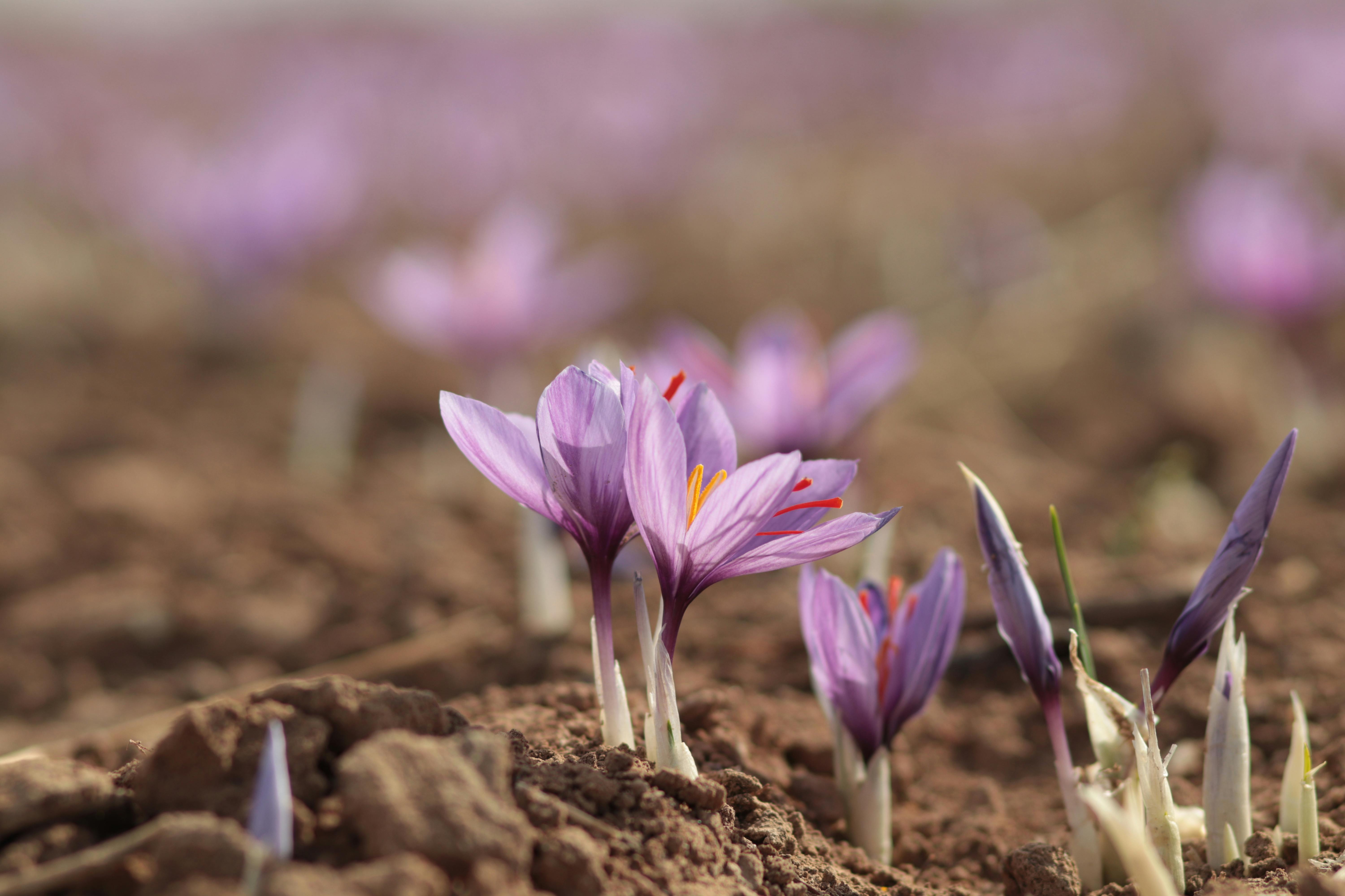 Close-up of Crocus Flowers · Free Stock Photo