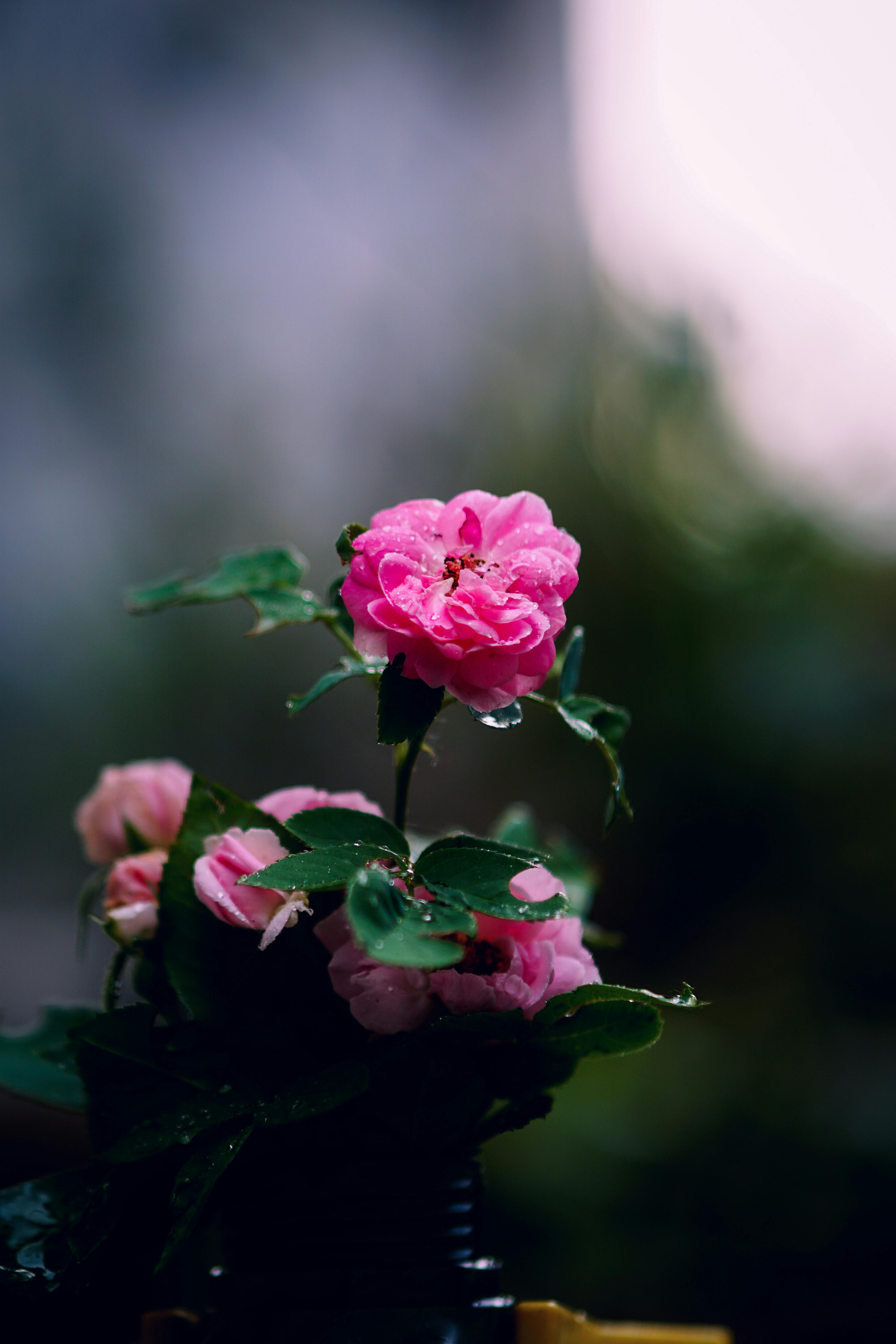 Pink Bubules Photos, Download The BEST Free Pink Bubules Stock Photos ...