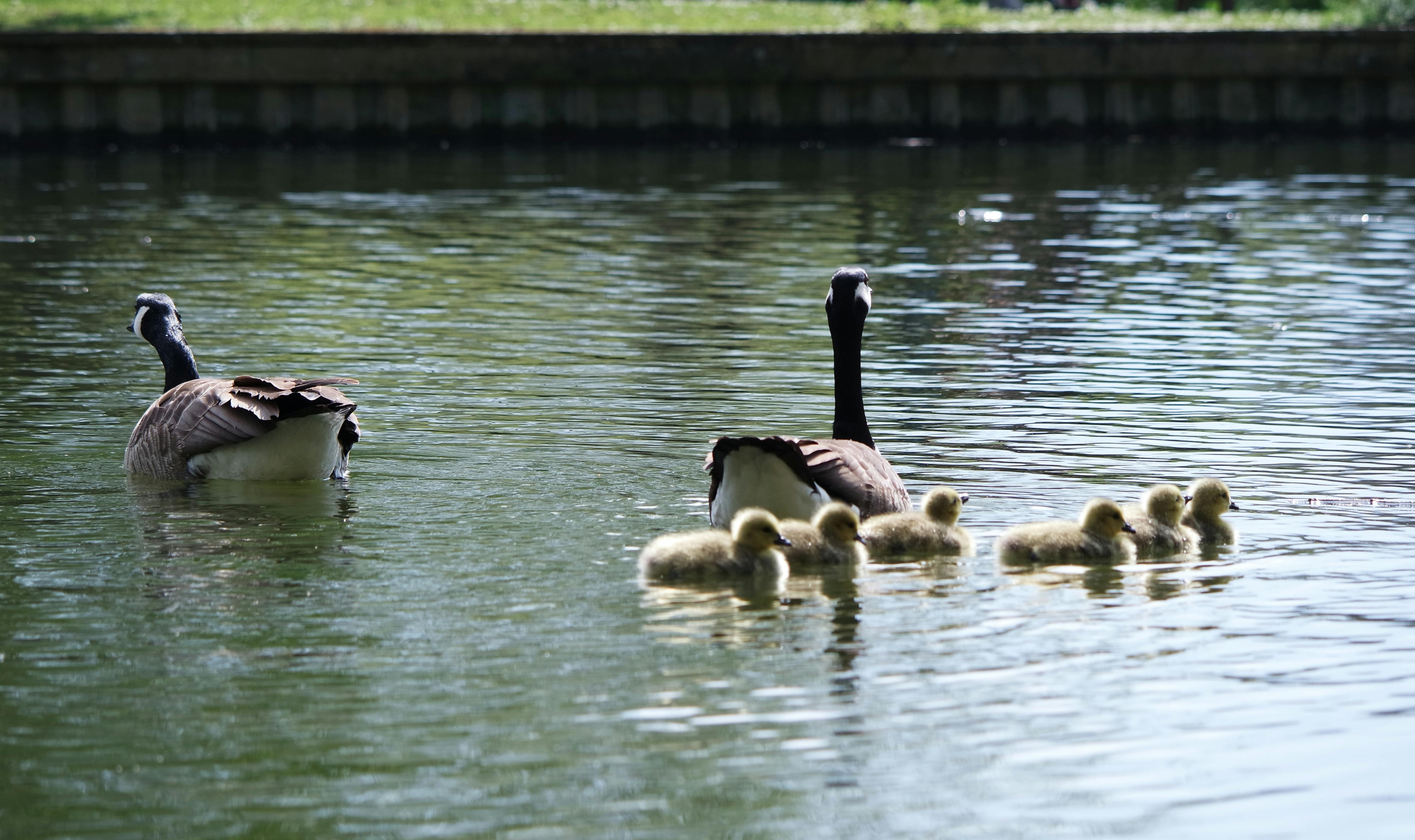 Altaf Shah - Fotografía