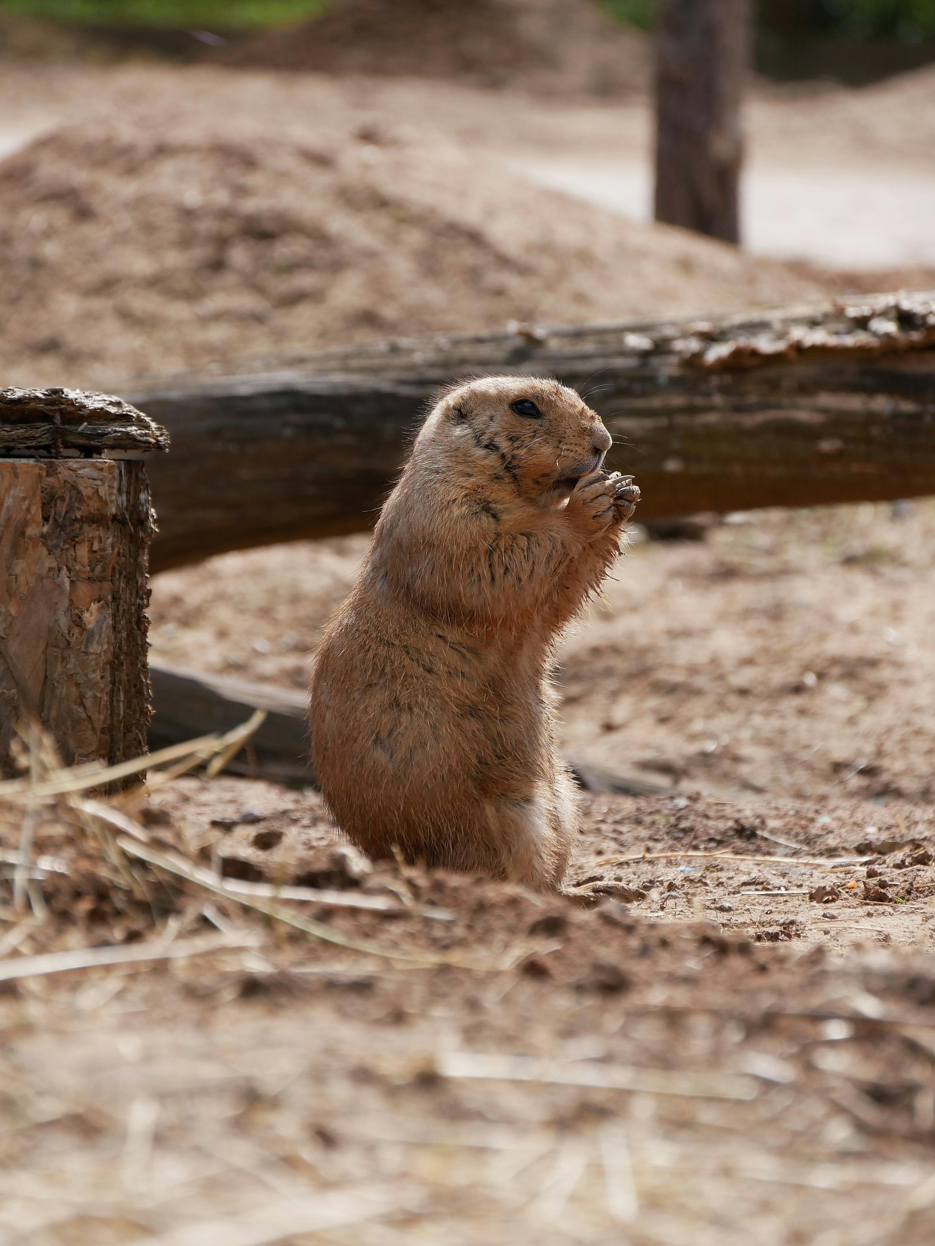 Brown and Gray Prairie Dog · Free Stock Photo