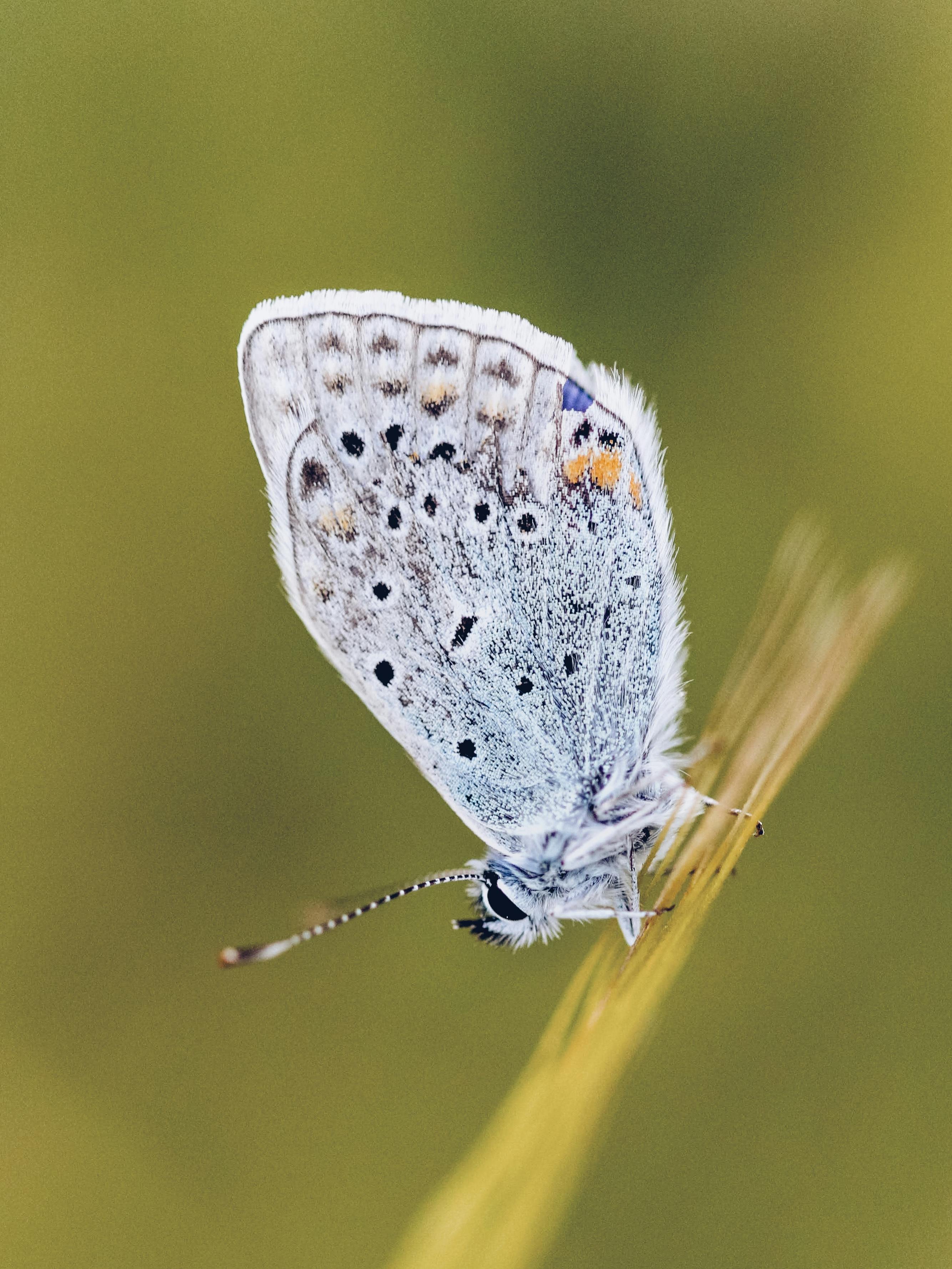 Common Blue Butterfly