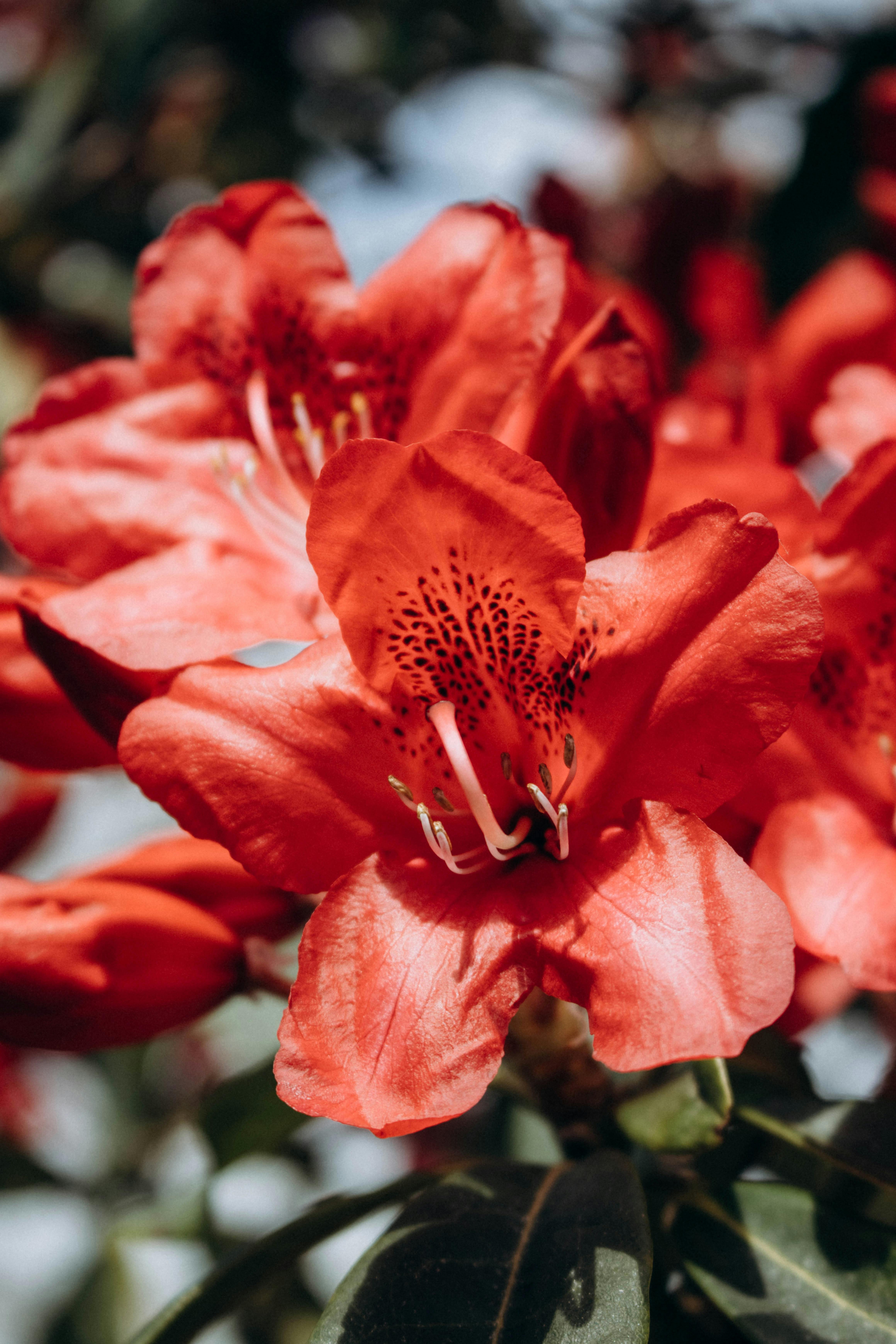 Beautiful Azalea in Close-up View · Free Stock Photo